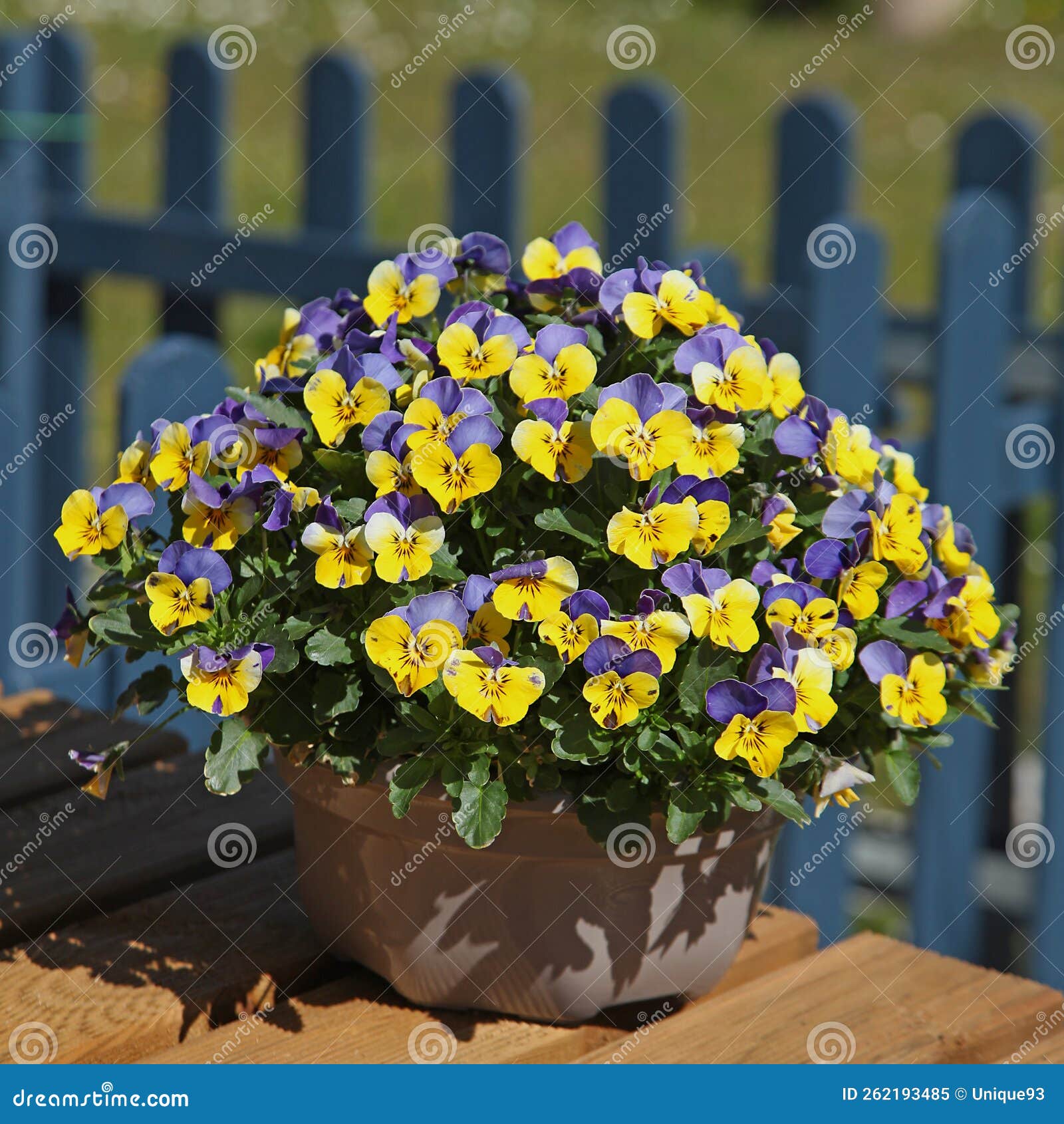 Viola Cornuta Blue and Yellow in Pot in Spring Stock Image - Image of ...