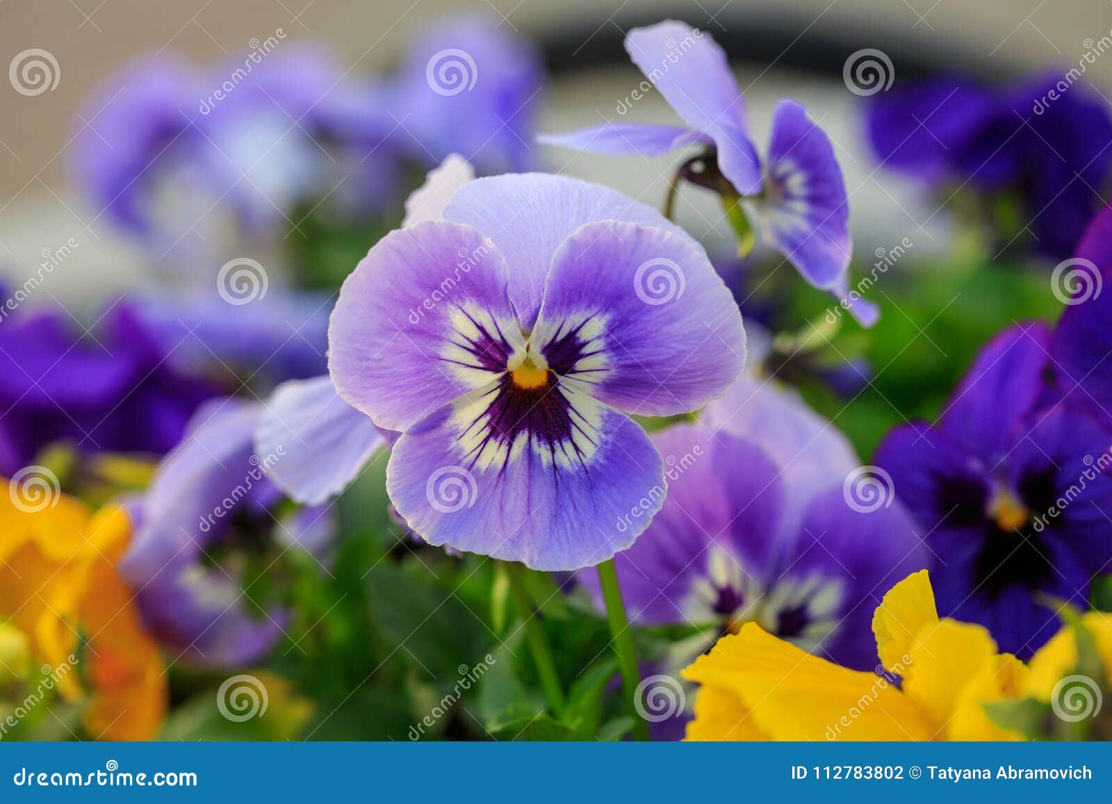 Viola Cornuta, Tufted Pansy. Colorful Flowers of Violets Stock Photo ...