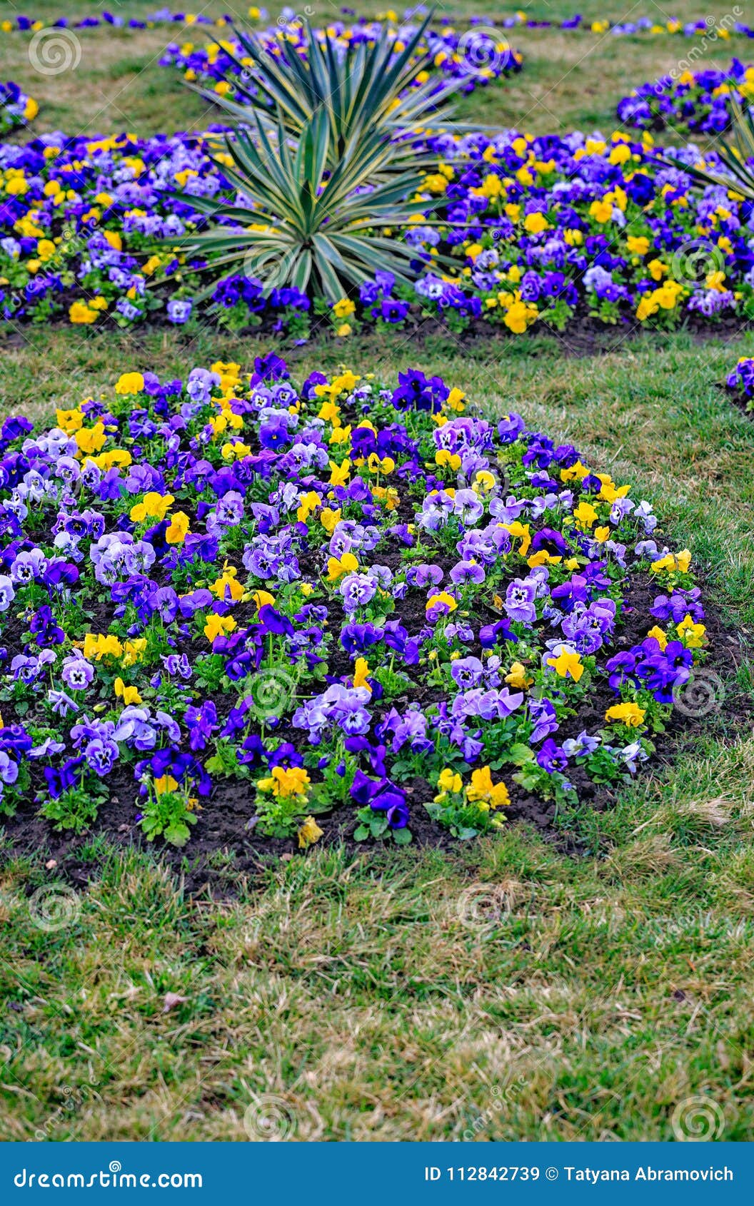 Viola Cornuta, Tufted Pansy. Colorful Flowers of Violets Stock Image ...