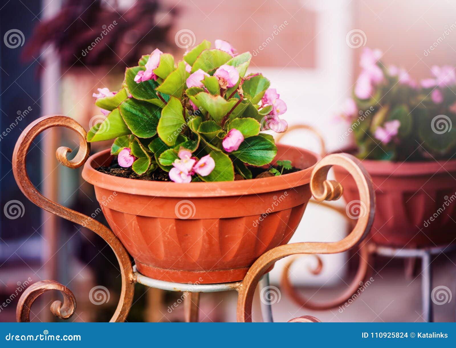 Viola in Decorative Flower Pot Stock Photo - Image of botany, sunny ...