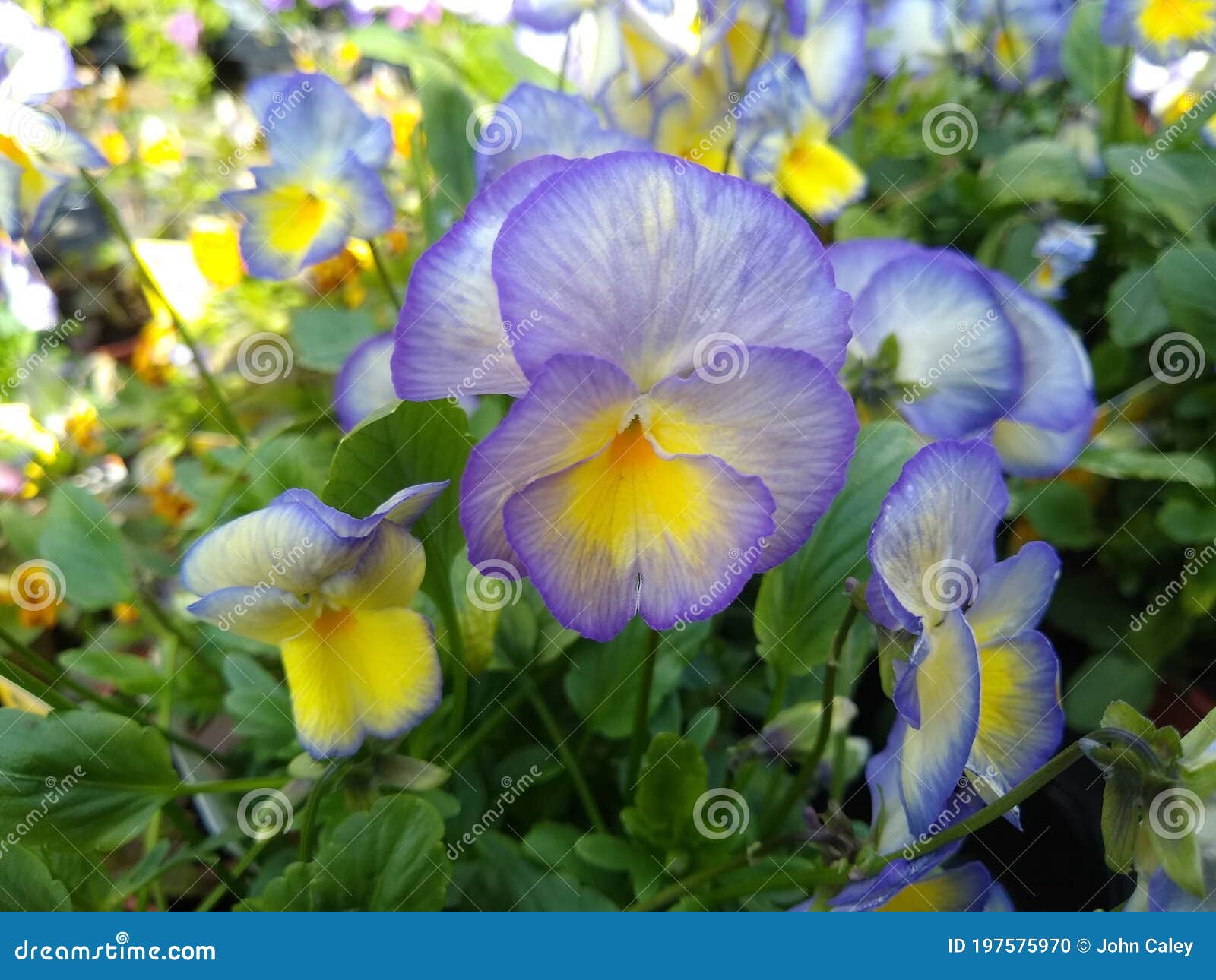 Viola `Etain` stock photo. Image of blossom, fragrant - 197575970