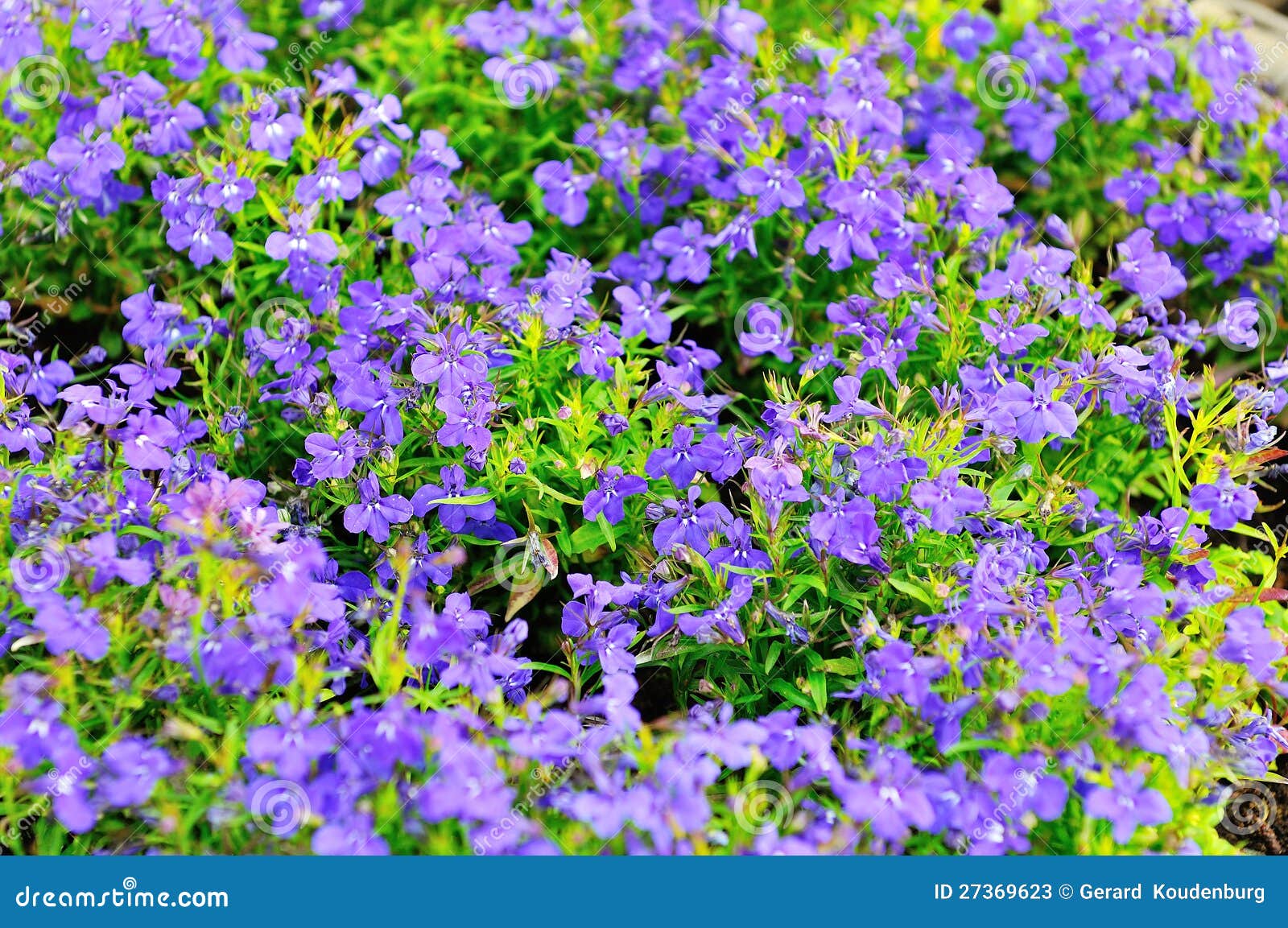 Viola flower field stock image. Image of delicate, beauty - 27369623