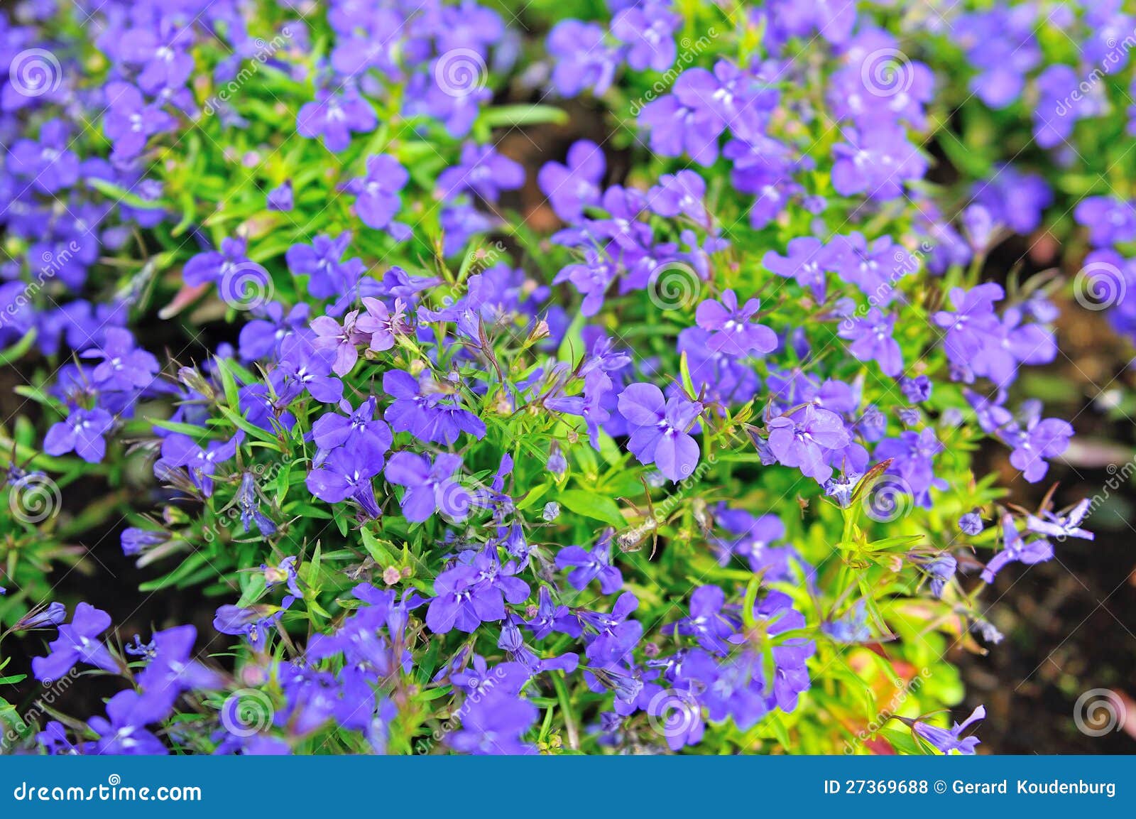 Viola flower field stock photo. Image of blossom, detail - 27369688