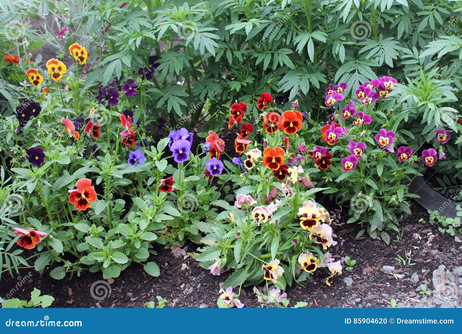 Viola flower field stock photo. Image of perennial, floral - 85904620