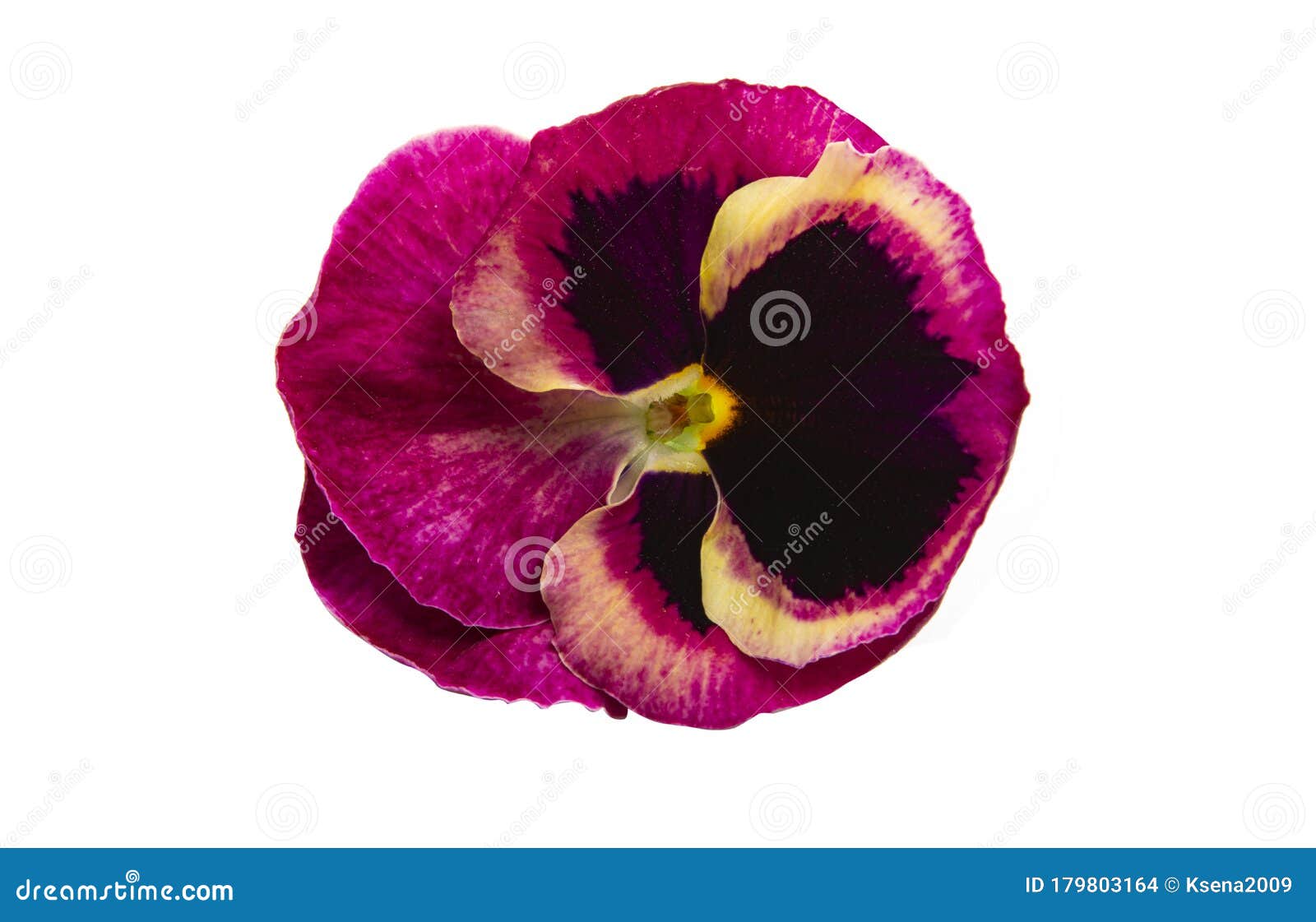 Viola flower isolated stock photo. Image of flower, green - 179803164