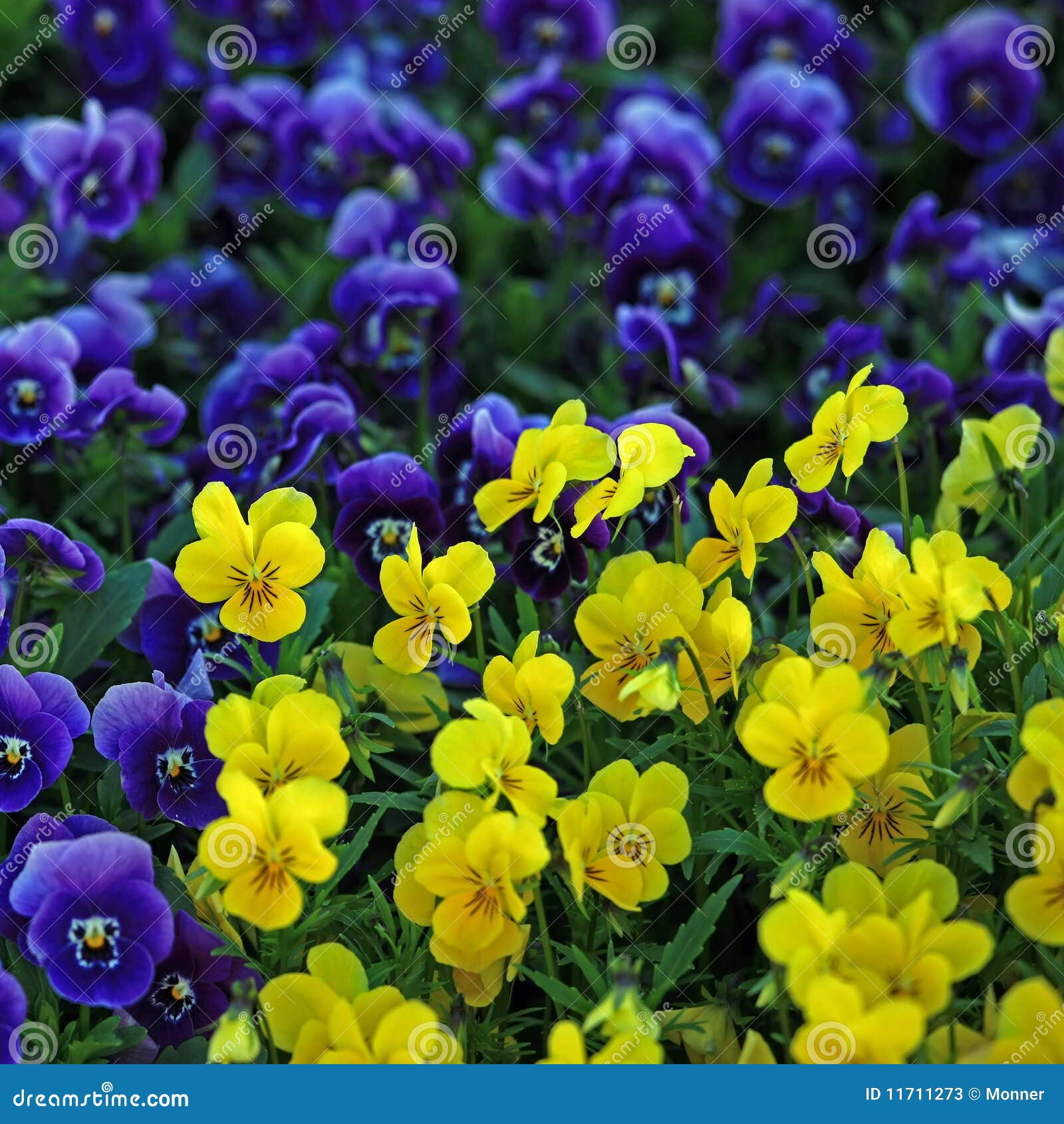 Viola Flowers stock image. Image of plant, stem, garden - 11711273