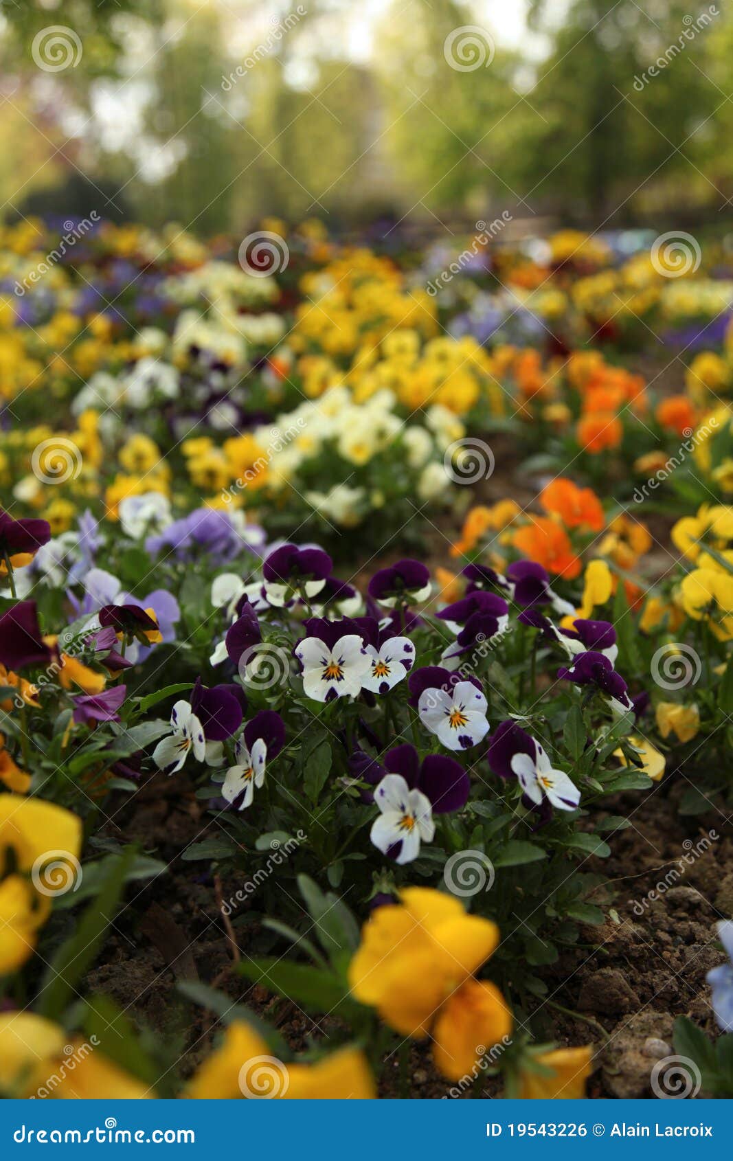 Viola flowers stock photo. Image of meadow, field, plants - 19543226
