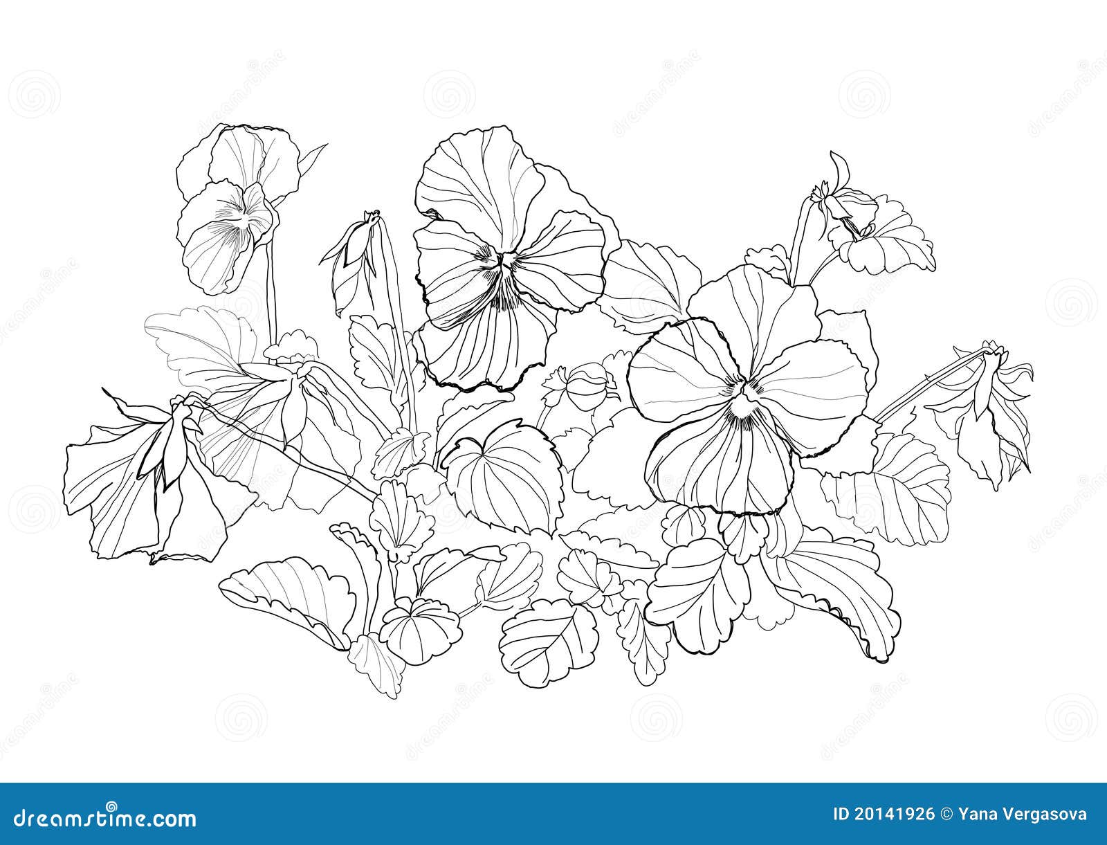 Viola flowers stock vector. Illustration of drawing, pattern - 20141926
