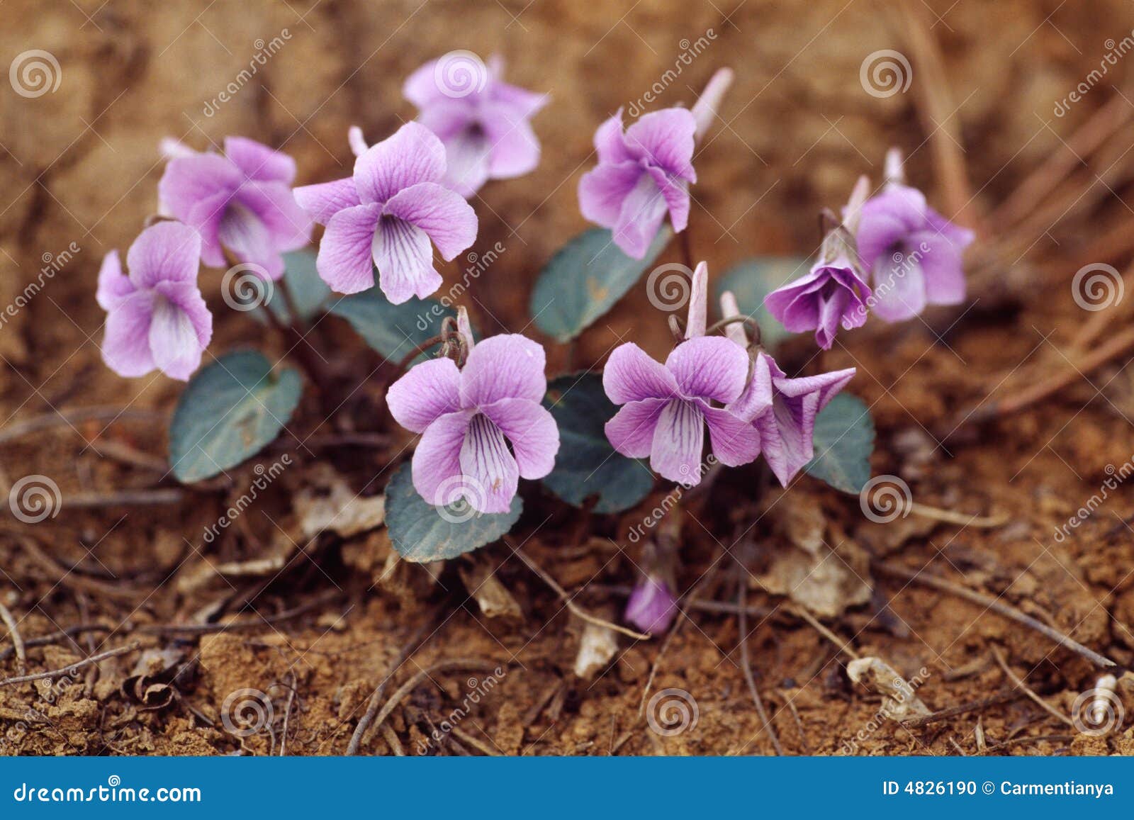 Viola flowers stock photo. Image of springtime, countryside - 4826190