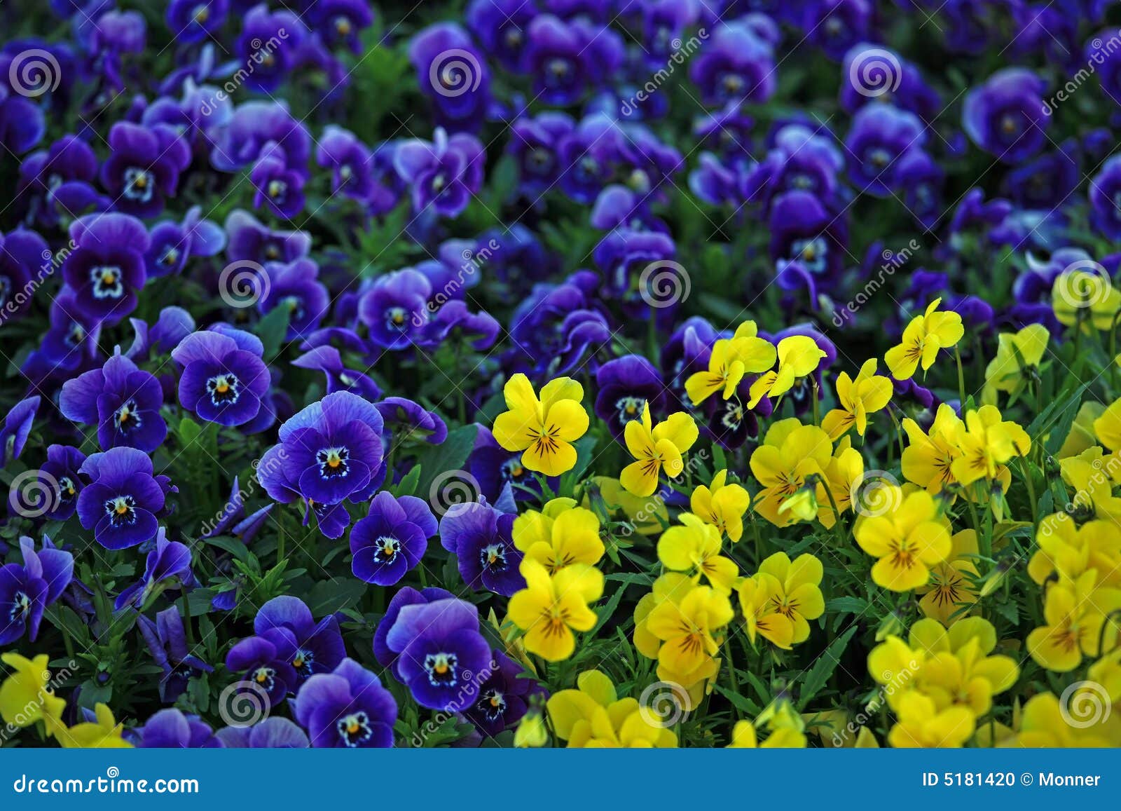 Viola Flowers stock photo. Image of nature, viola, colorful - 5181420