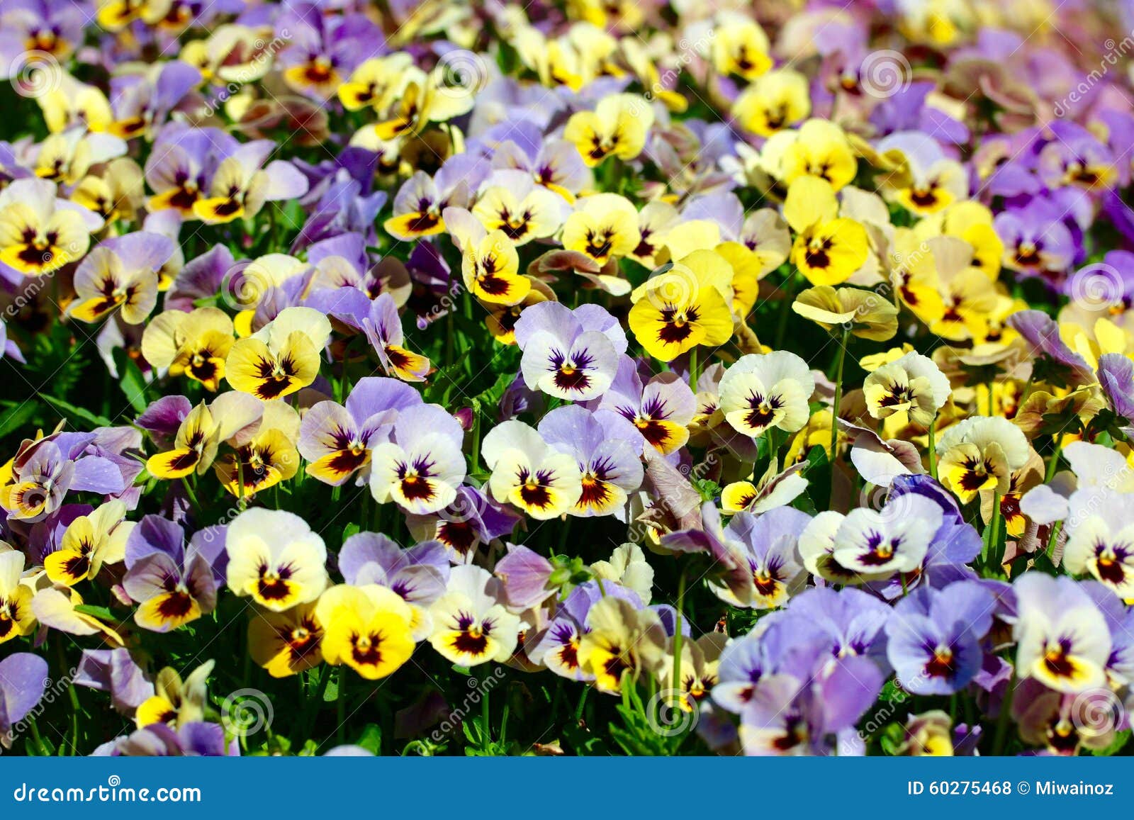 Viola Flowers stock photo. Image of petal, small, growth - 60275468