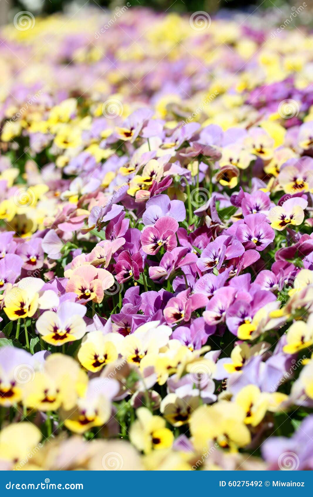Viola Flowers stock photo. Image of beautiful, gorgeous - 60275492
