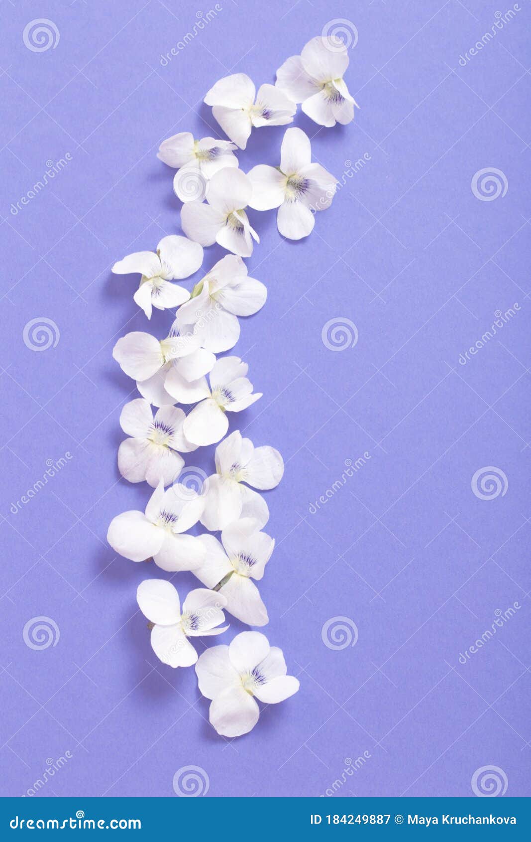 Viola Flowers on Paper Background Stock Image - Image of floral ...