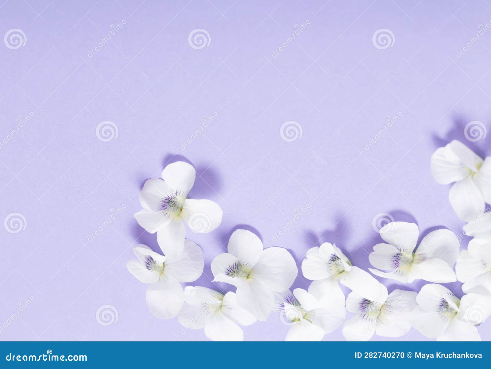 Viola Flowers on Color Paper Background Stock Photo - Image of pansy ...