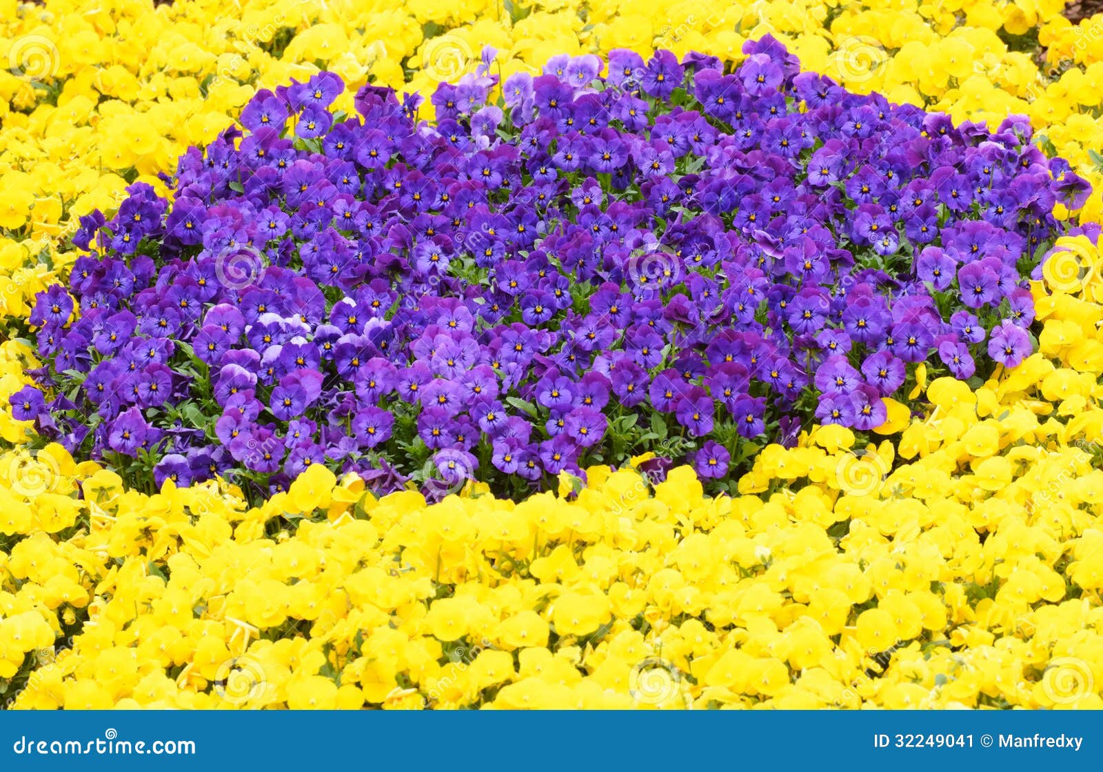 Viola Flowers stock image. Image of plant, blossom, leaf - 32249041