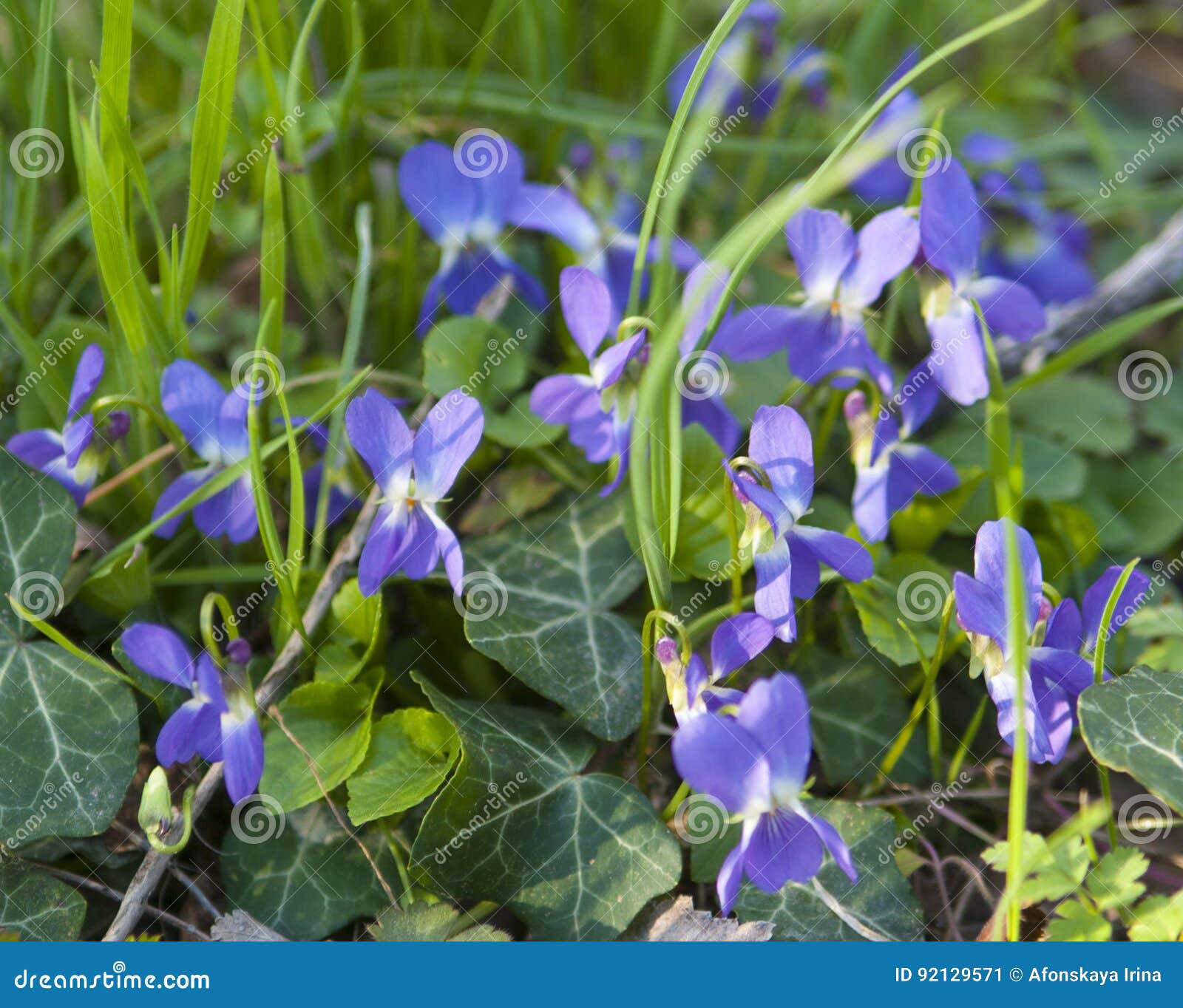 Viola flowers in grass stock image. Image of small, plant - 92129571