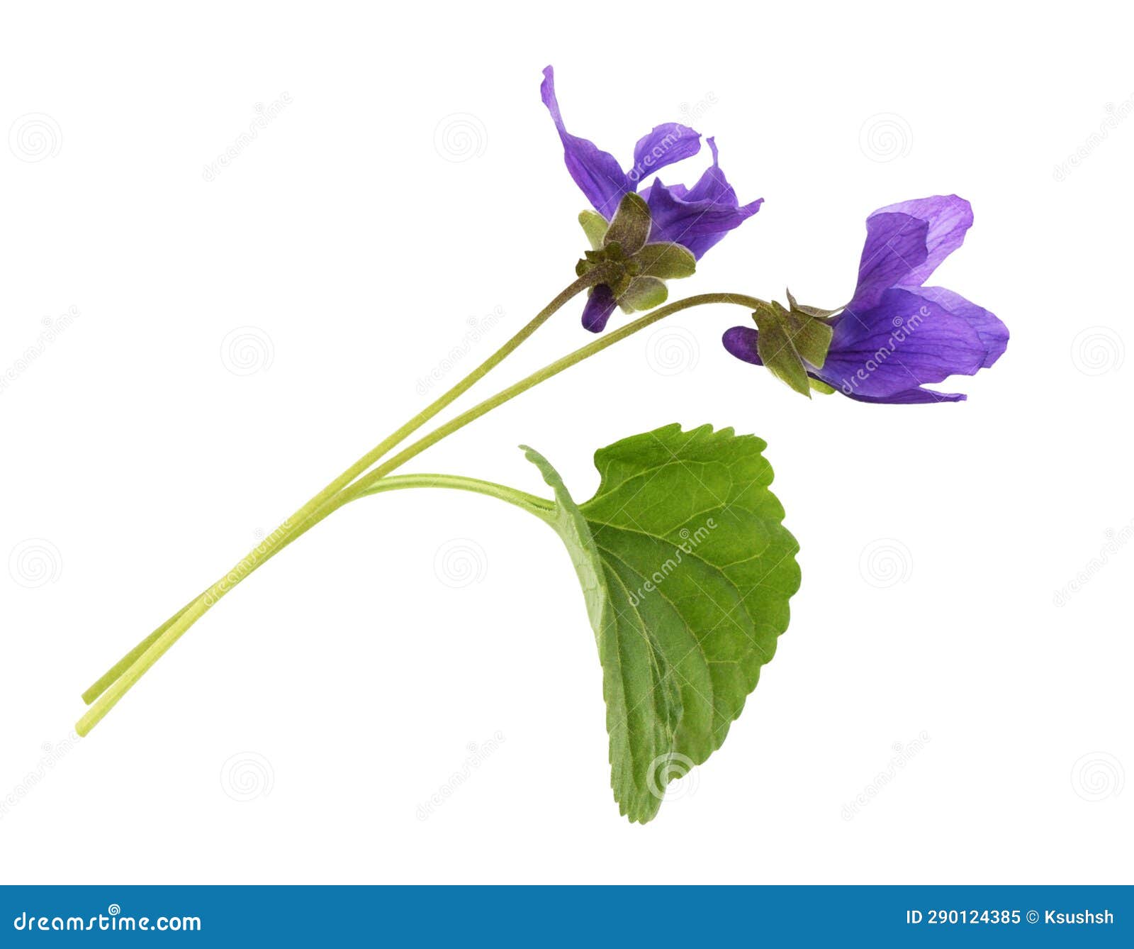 Viola flowers isolated stock image. Image of flower - 290124385