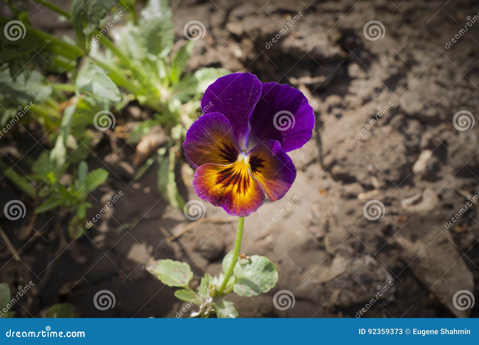 Viola stock image. Image of macro, country, flower, little - 92359373