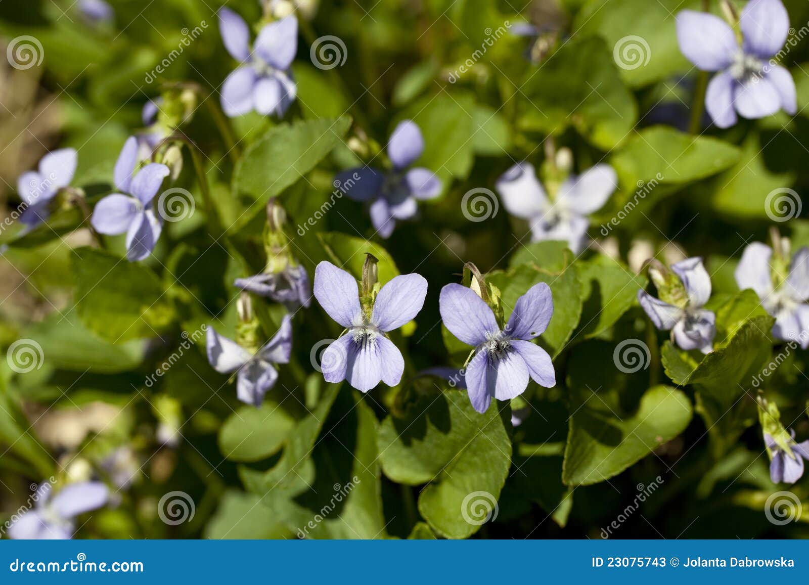 Viola odorata stock image. Image of flower, odorata, leaf - 23075743