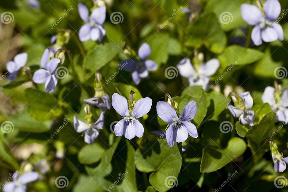 Viola odorata stock image. Image of flower, odorata, leaf - 23075743