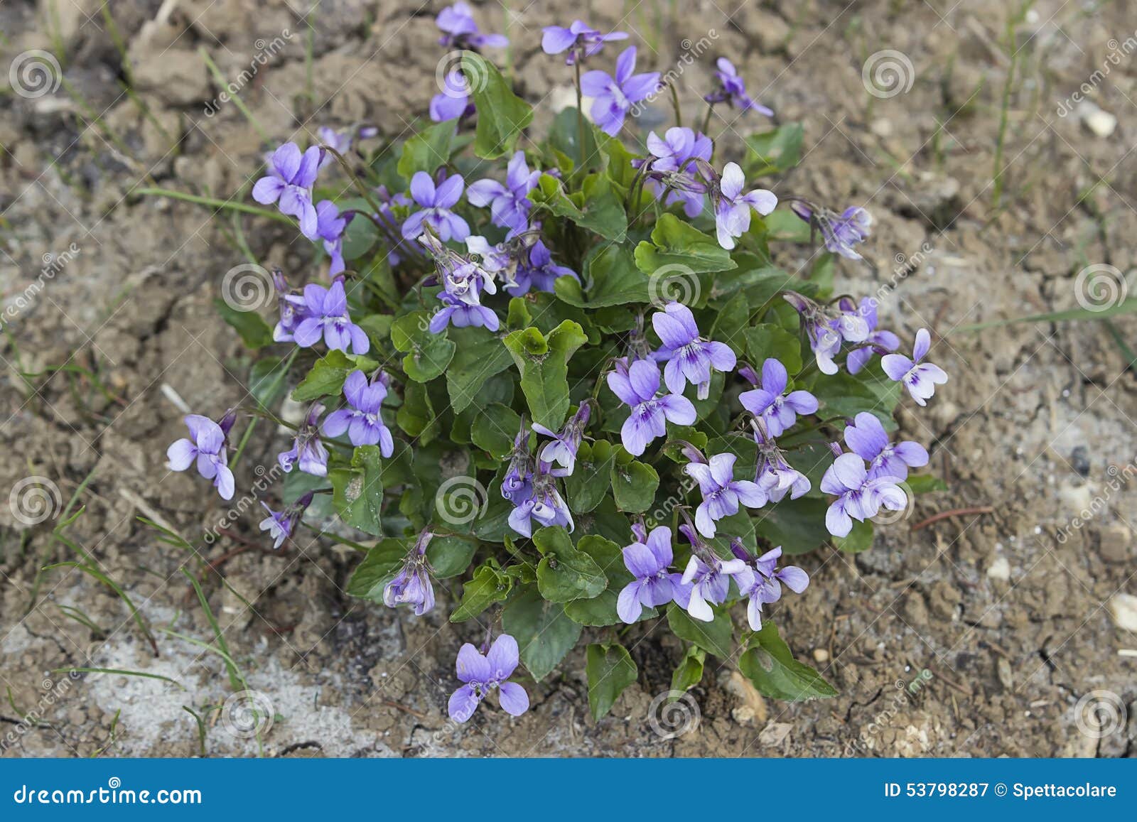 Viola Odorata Bush in the Garden Stock Image - Image of botany, color ...