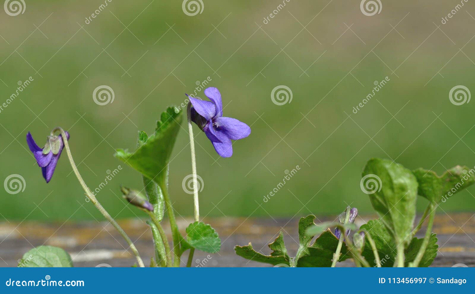 Viola Odorata stock image. Image of flower, detail, garden - 113456997