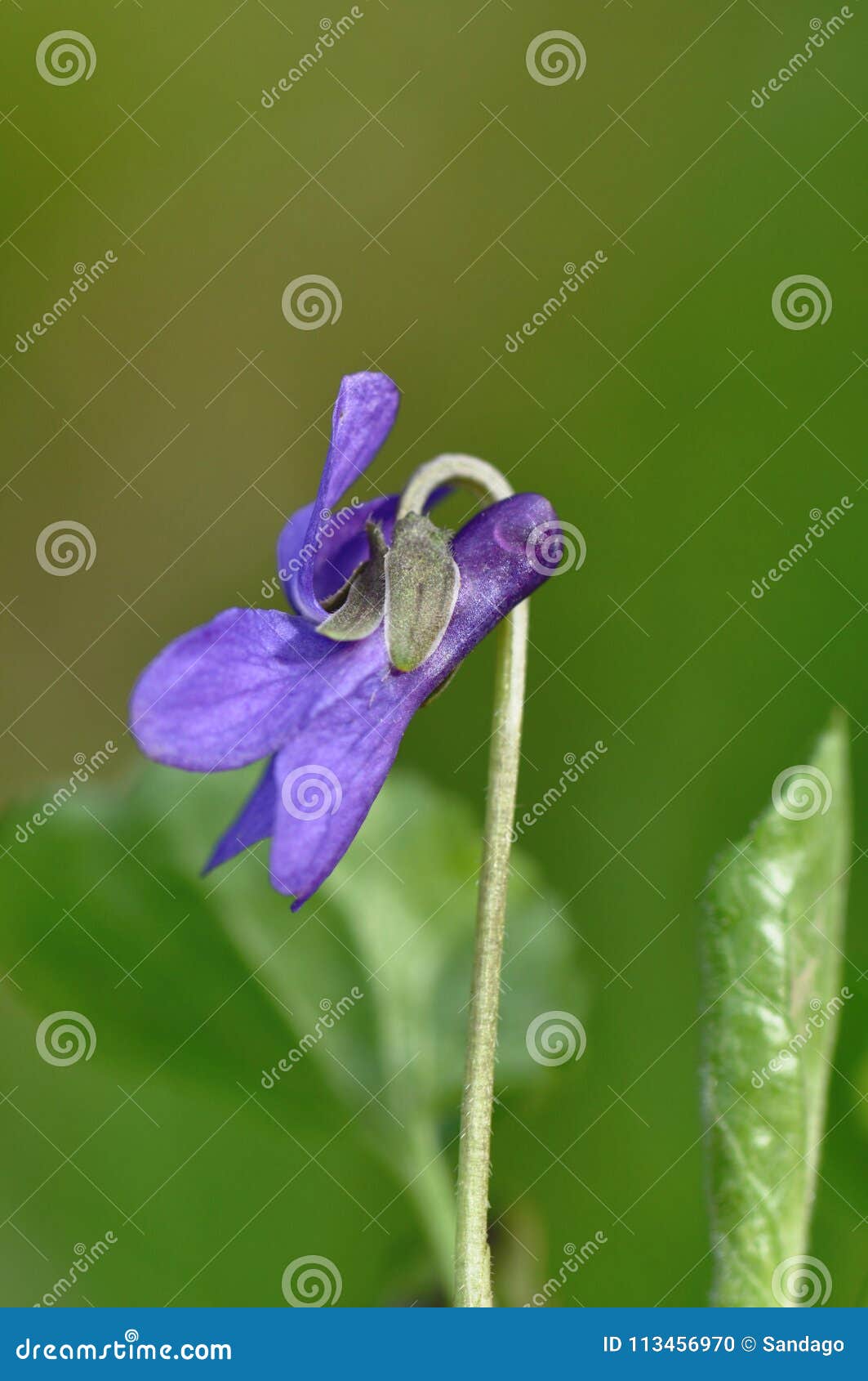 Viola Odorata stock photo. Image of botany, flowers - 113456970