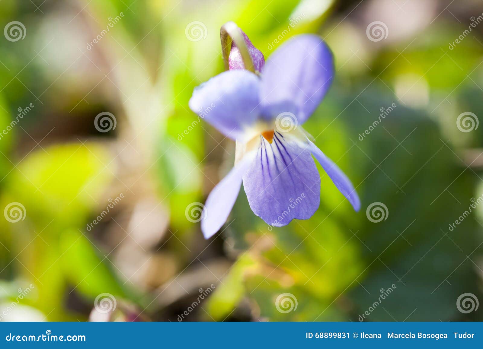 Viola Odorata - Plant with Beautiful Spring Flowers Stock Image - Image ...