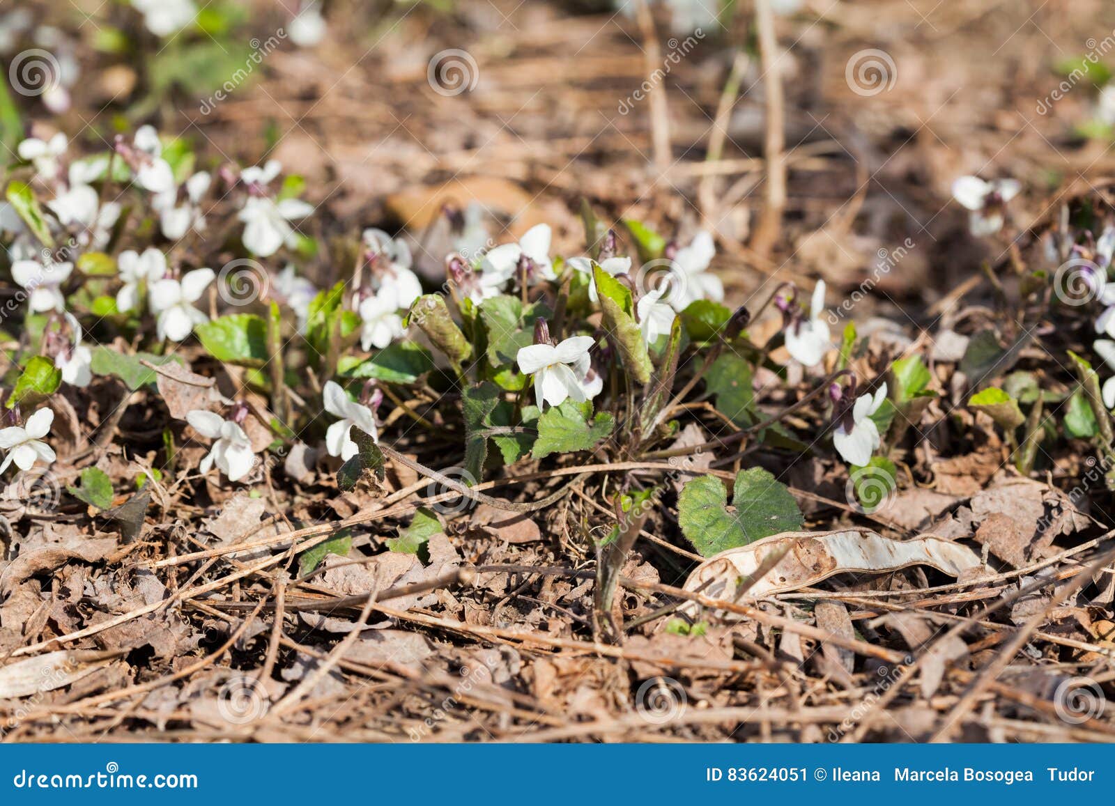 Viola Odorata - Plant with Beautiful Spring Flowers Stock Image - Image ...