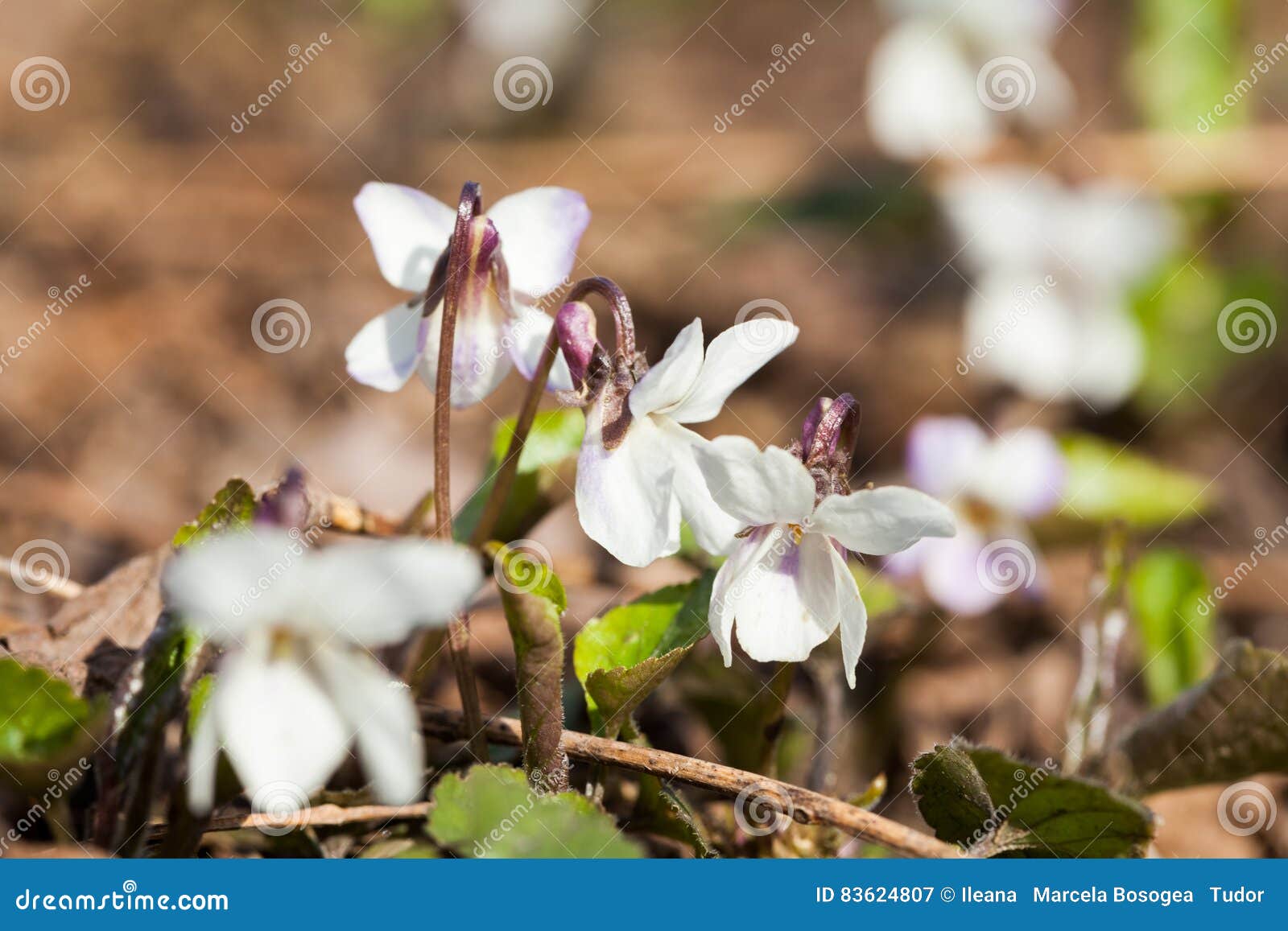 Viola Odorata - Plant with Beautiful Spring Flowers Stock Image - Image ...