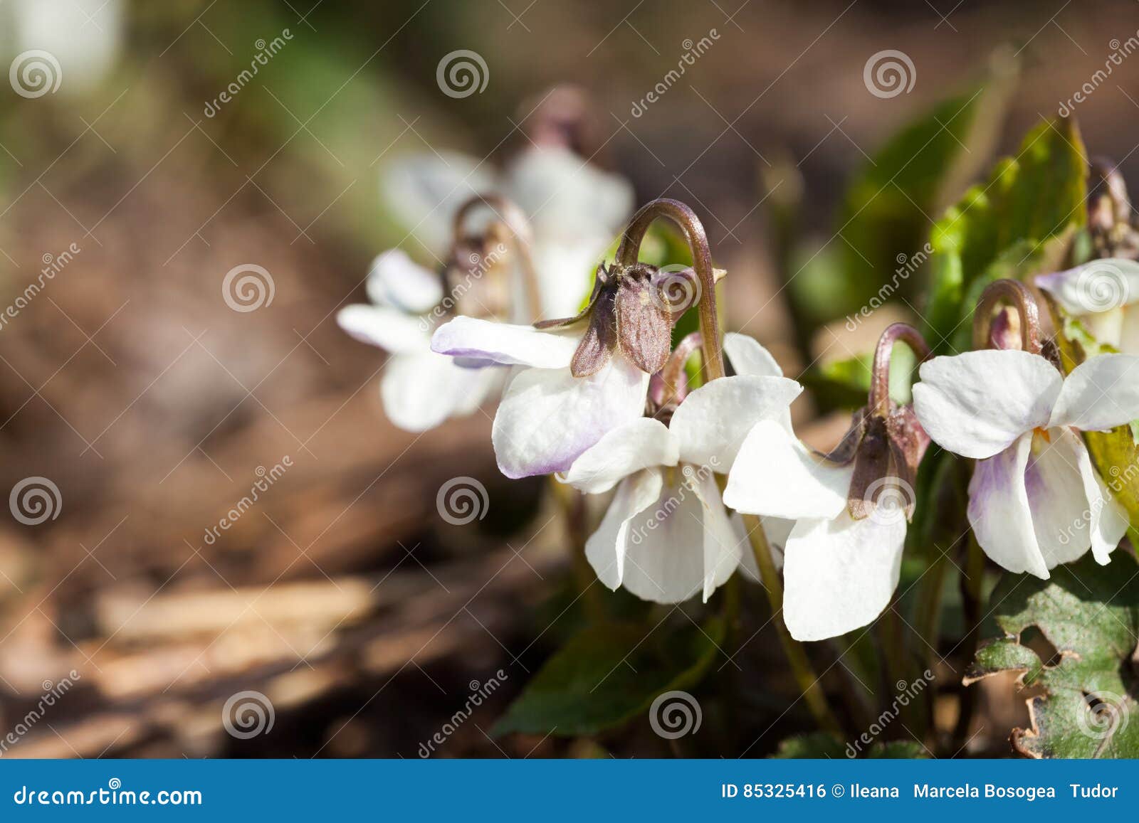Viola Odorata - Plant with Beautiful Spring Flowers Stock Photo - Image ...