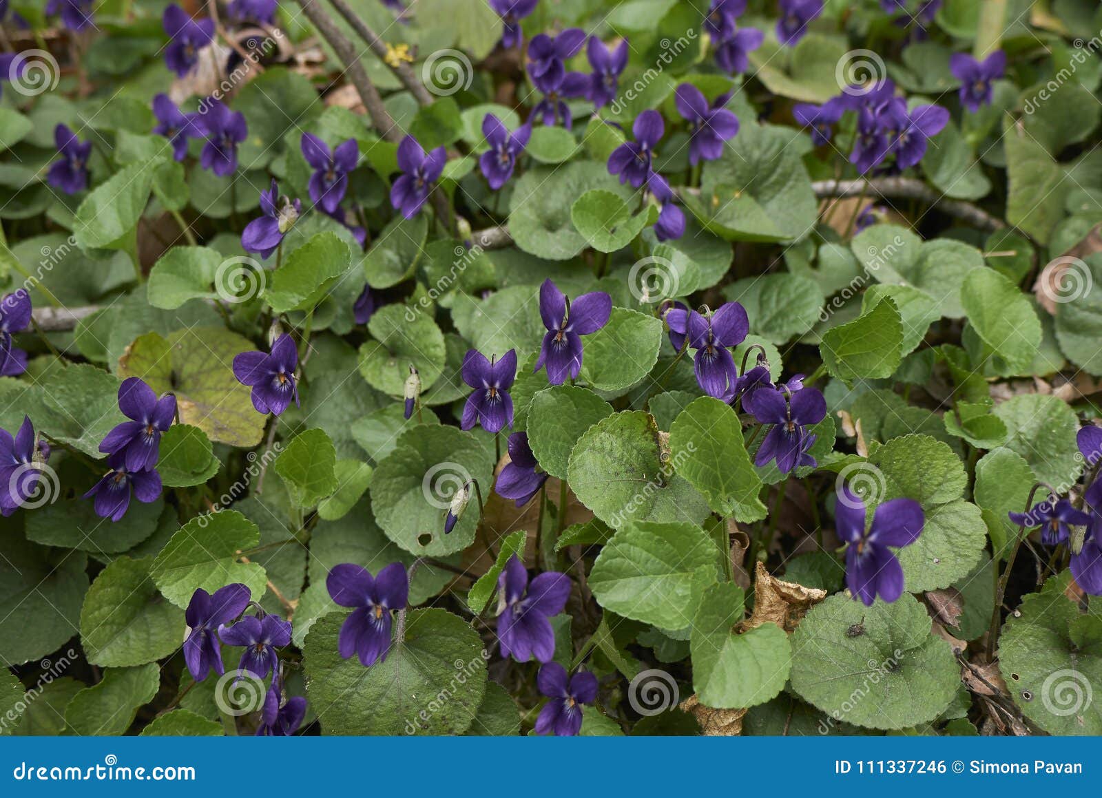 Viola odorata plants stock photo. Image of leaves, banafsa - 111337246
