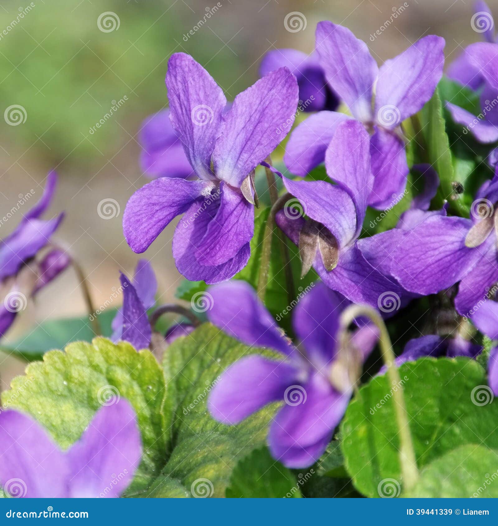 Viola Odorata And Viola Alba Plants Stock Photo | CartoonDealer.com ...
