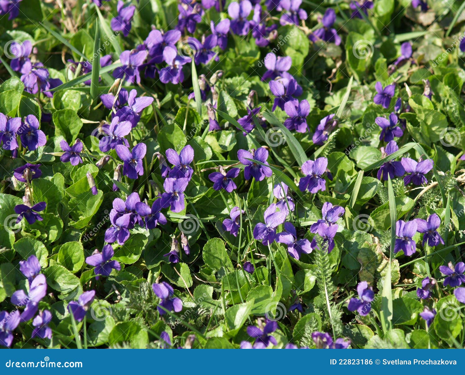 Viola odorata in the sun stock photo. Image of outdoors - 22823186