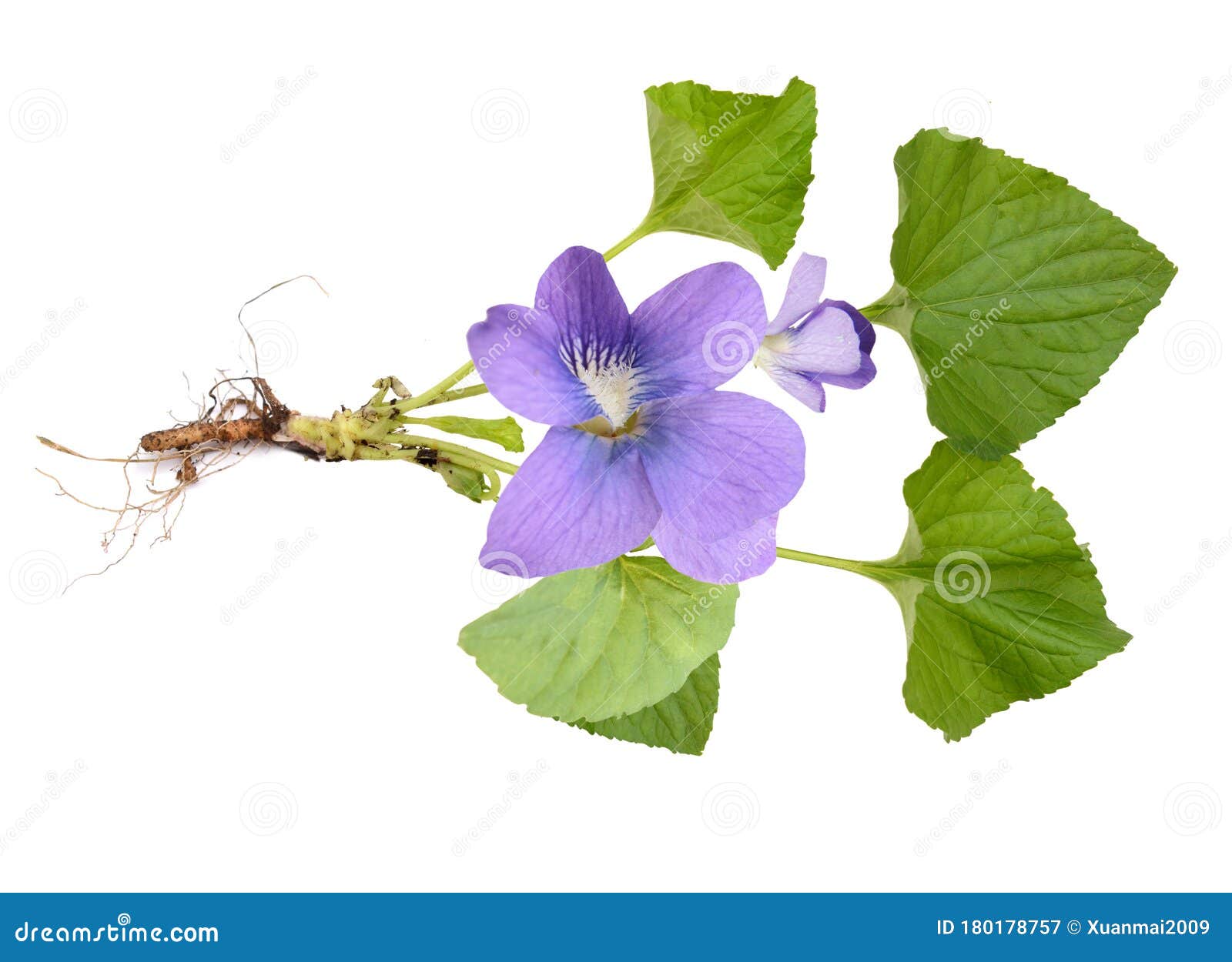 Viola Odorata Tree Isolated on White Background Stock Image - Image of ...