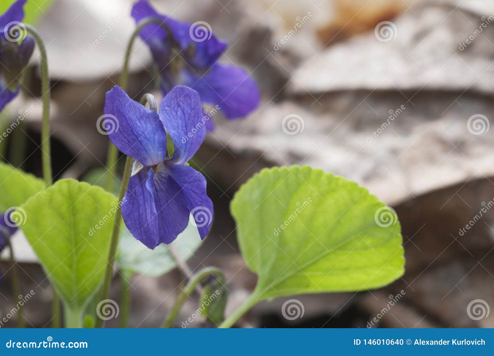 Viola Palustris Marsh Violet Stock Photo - Image of horizontal, forest ...