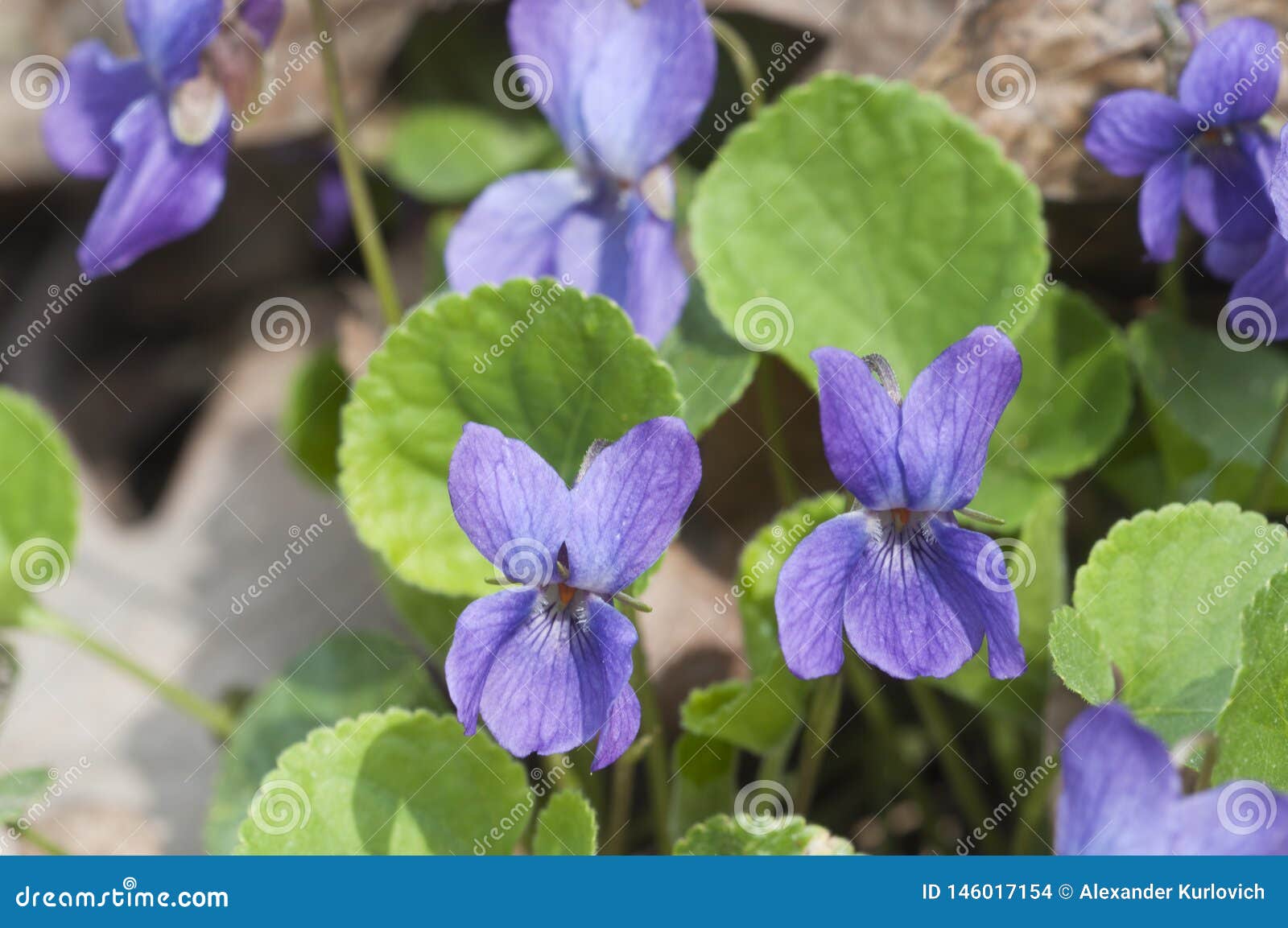 Viola Palustris Marsh Violet Stock Photo - Image of full, season: 146017154