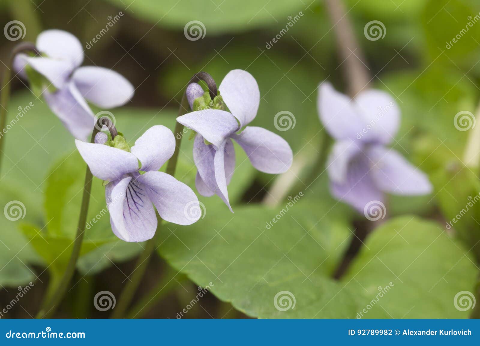 Viola Palustris Marsh Violet Stock Photo - Image of grey, horizontal ...