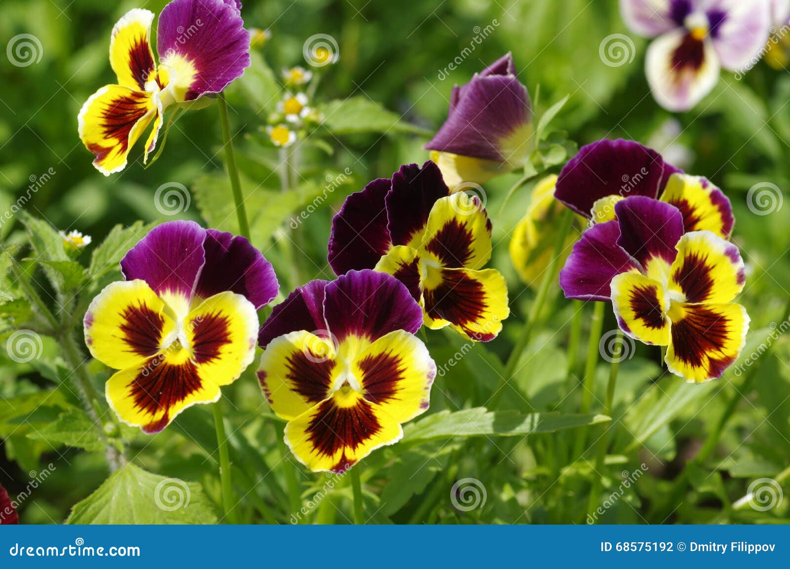 Viola pansies stock foto. Image of viool, luim, pantserij - 68575192