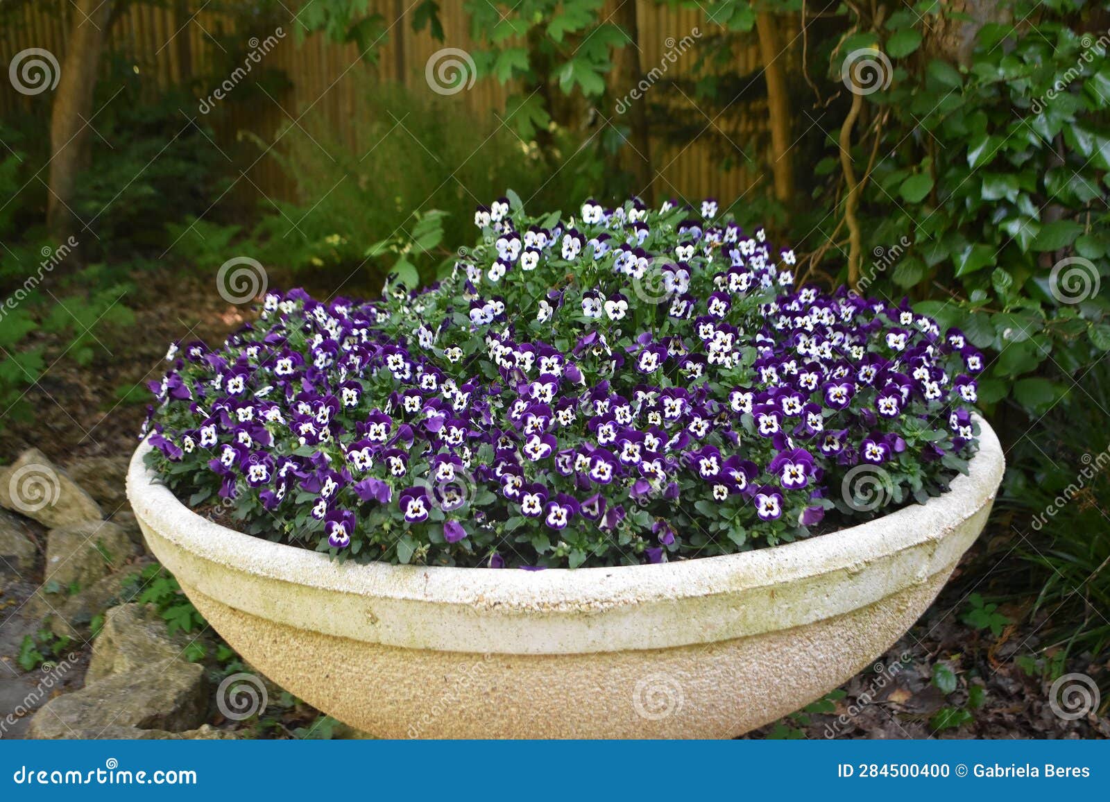 Viola or Pansy Flowers in a Pot. Stock Photo - Image of background ...