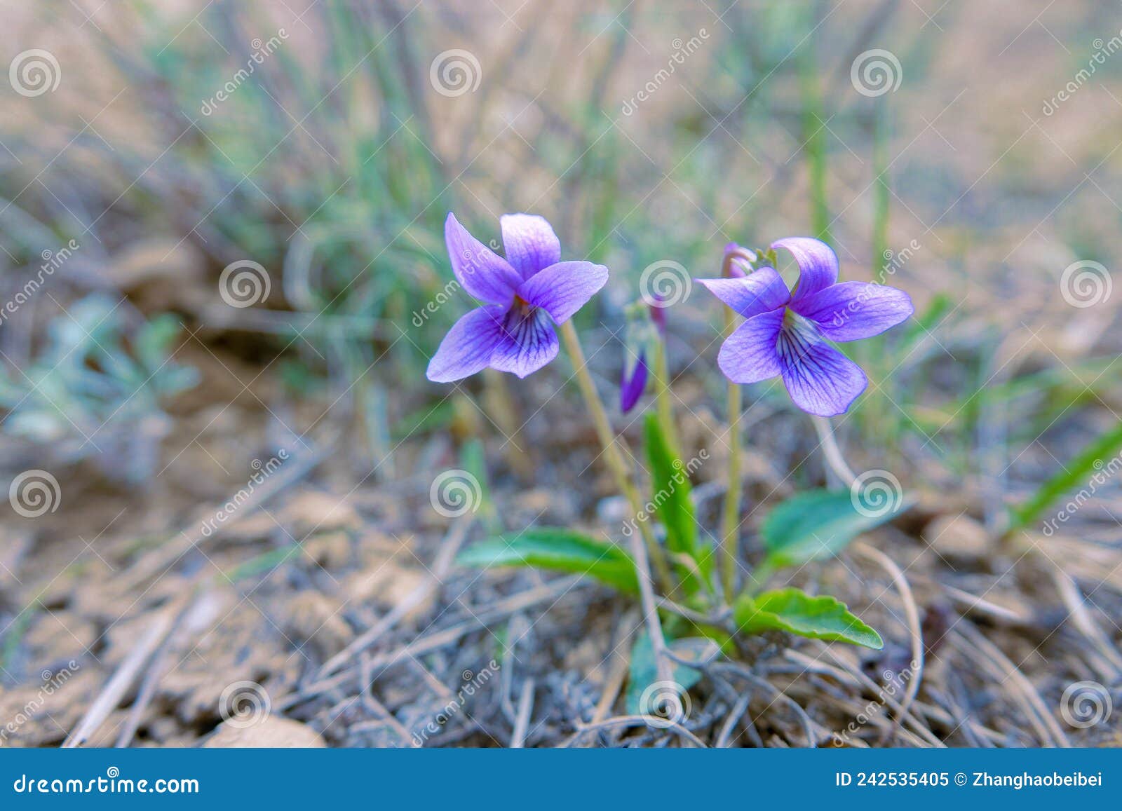 Viola philippica stock image. Image of violaceae, plant - 242535405