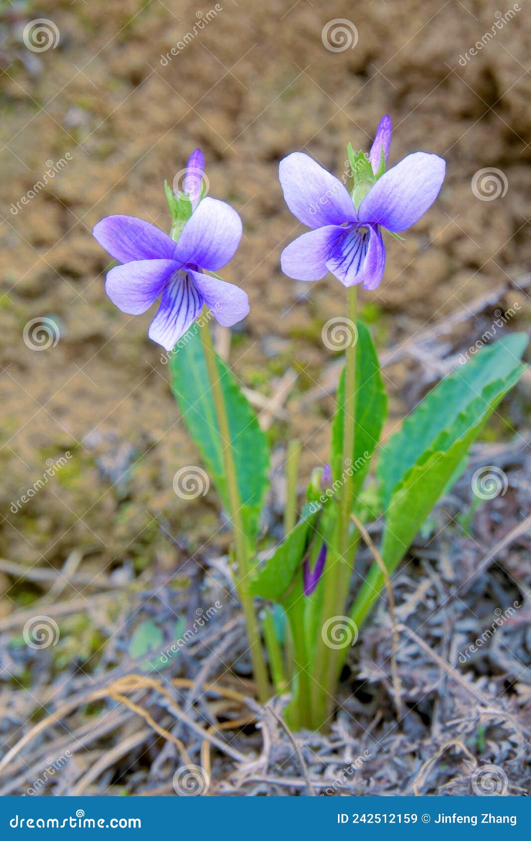 Viola philippica stock image. Image of flower, plant - 242512159