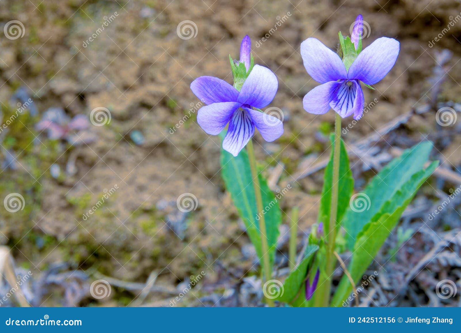 Viola philippica stock photo. Image of viola, gerden - 242512156