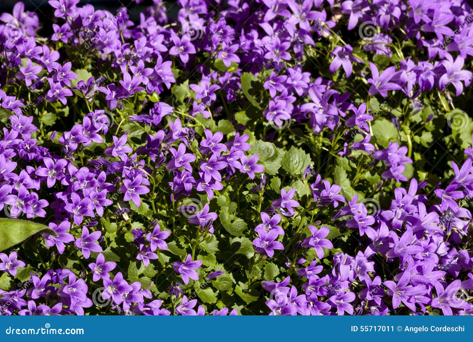 Viola (pianta) immagine stock. Immagine di freschezza - 55717011