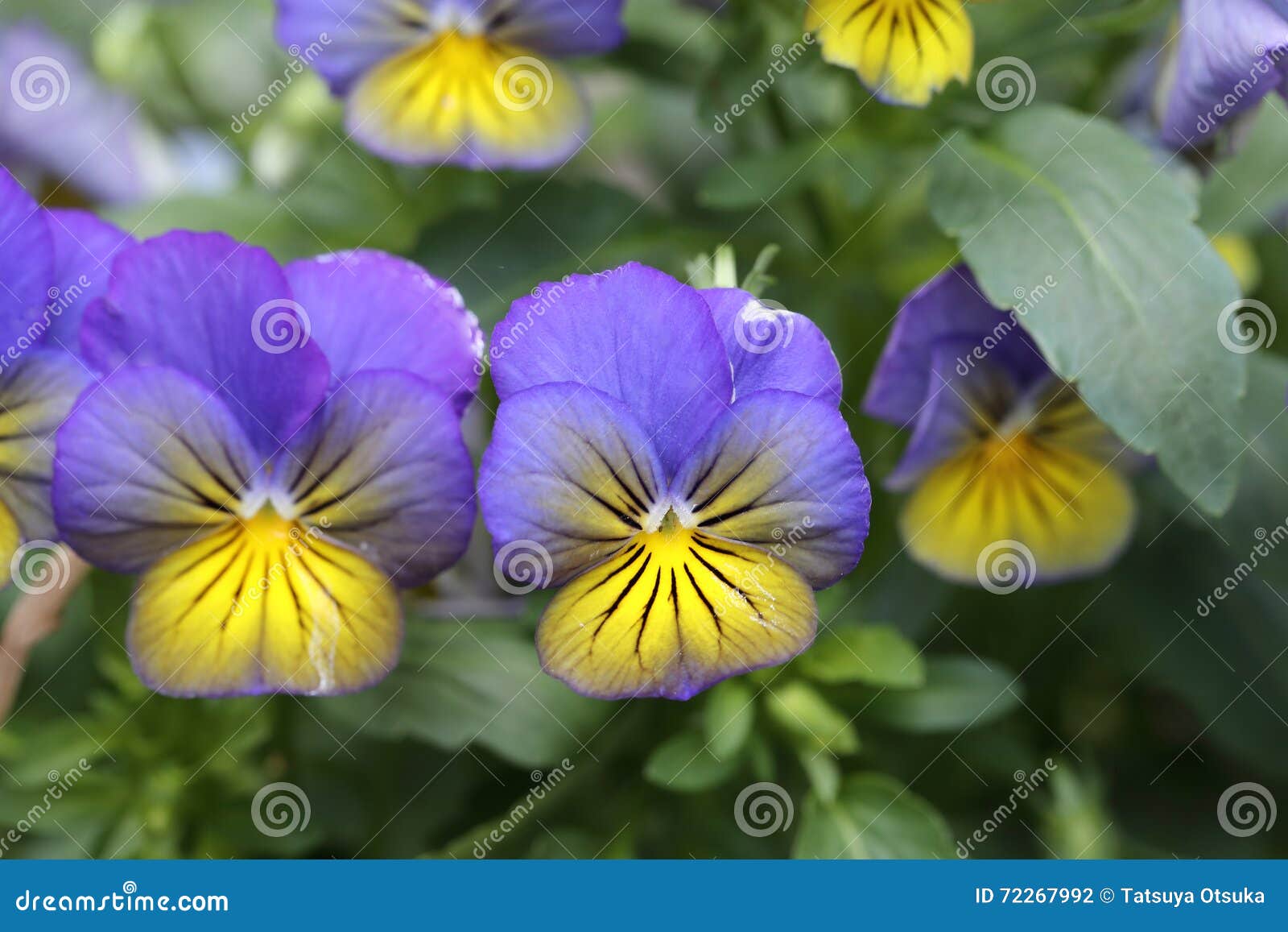 Viola stock photo. Image of closeup, floral, viola, full - 72267992