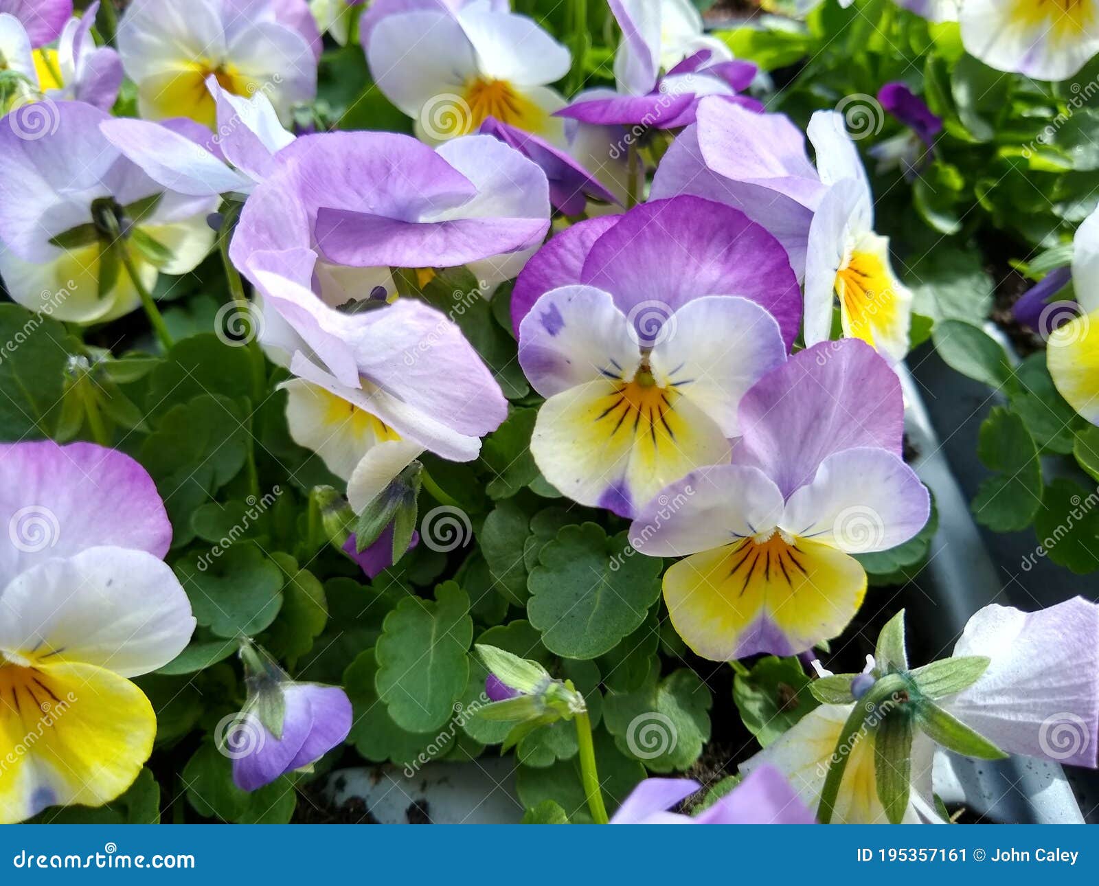 Viola `Pink Beacon` stock image. Image of gardening - 195357161