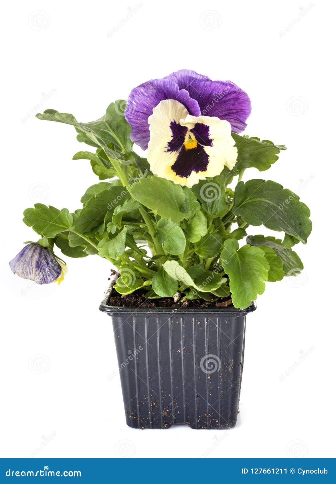 Viola Plant In White Pot On Wooden Table On Background Of Window. Viola ...