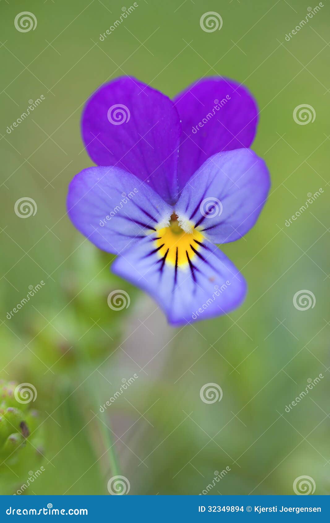 Viola plant stock photo. Image of petal, floral, delicate - 32349894