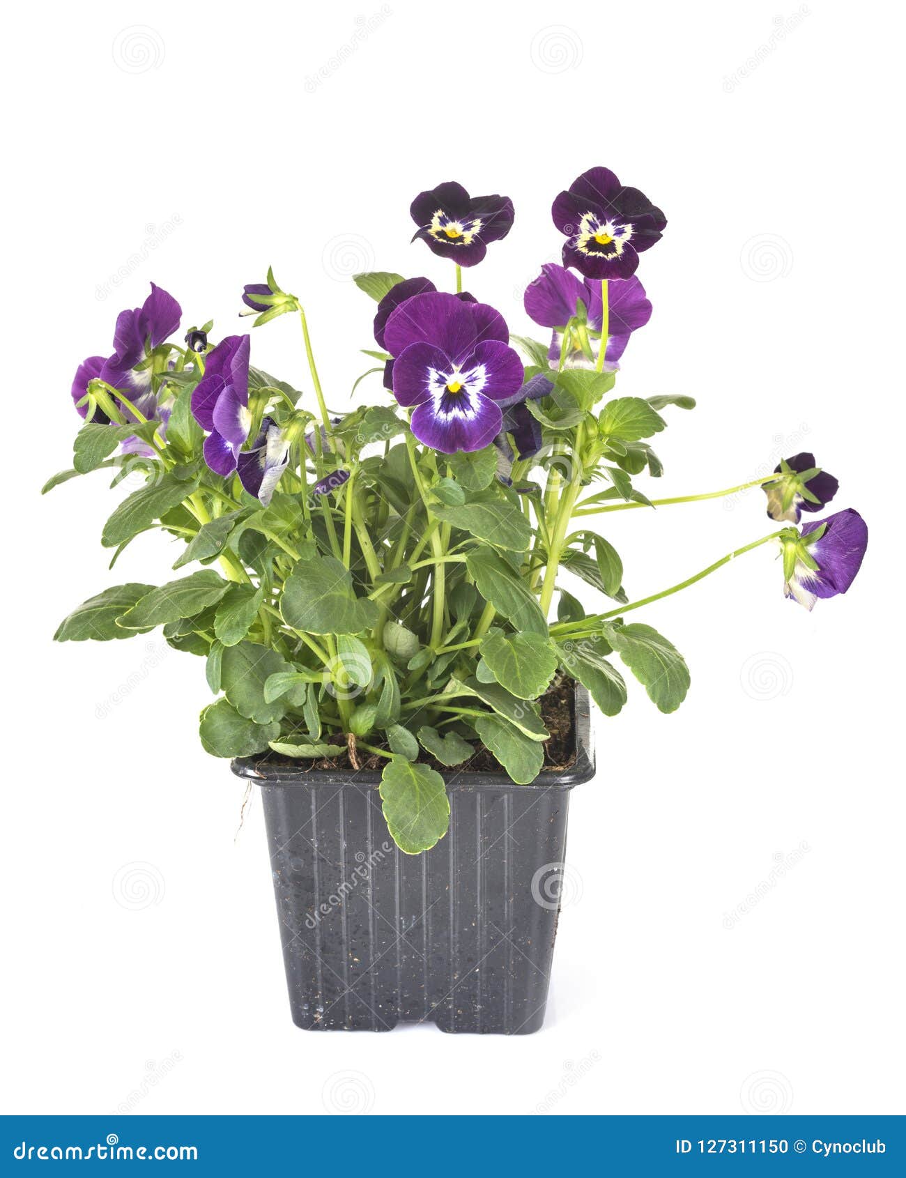 Viola Plant In White Pot On Wooden Table On Background Of Window. Viola ...