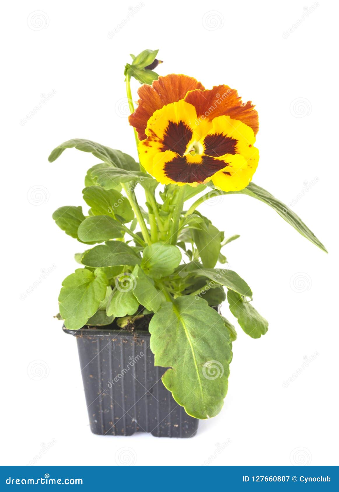 Viola Plant In White Pot On Wooden Table On Background Of Window. Viola ...